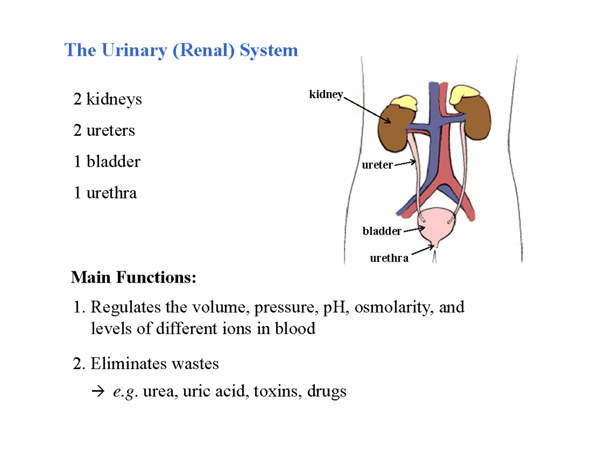 Anatomy notes week 9 - The Urinary (Renal) System 2 kidneys kidney 2 ...