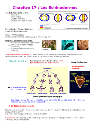 Chapitre 5 les némertes - Chapitre 5 : Les Némertes - Bilatériens ...