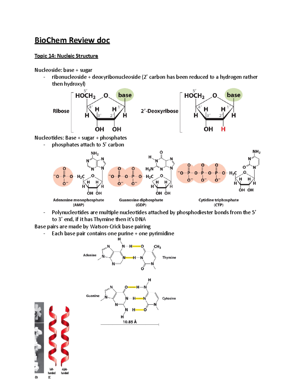 Bio Chem Review doc - BioChem Review doc Topic 14: Nucleic Structure ...