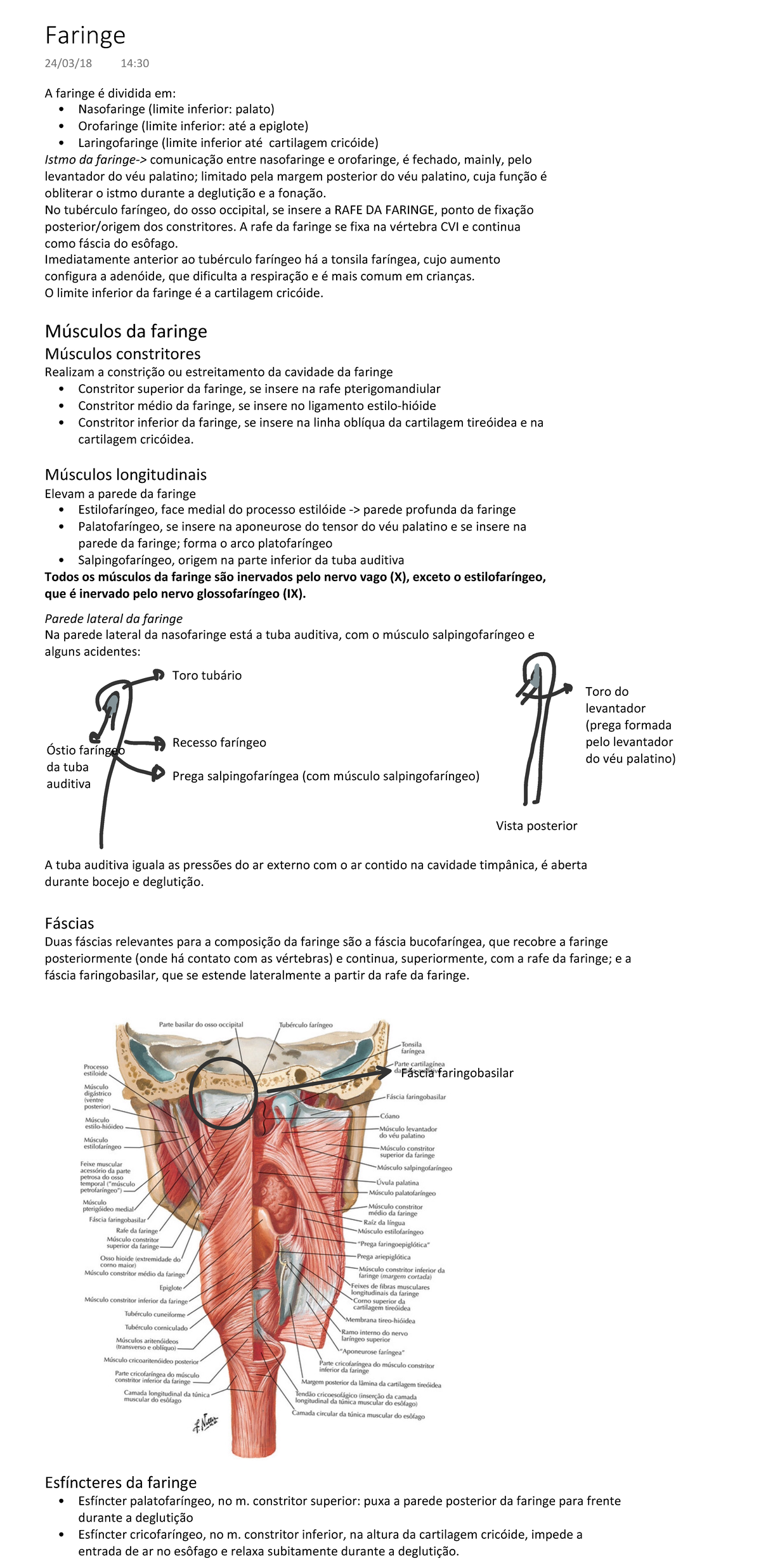 Faringe - Faringe 24/03/18 14:30 A faringe é dividida em: • Nasofaringe ...