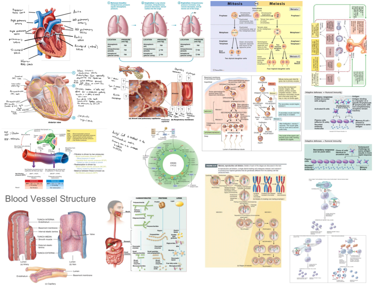 HUBS1404 Memory Aid - HUBS1404 - Studocu