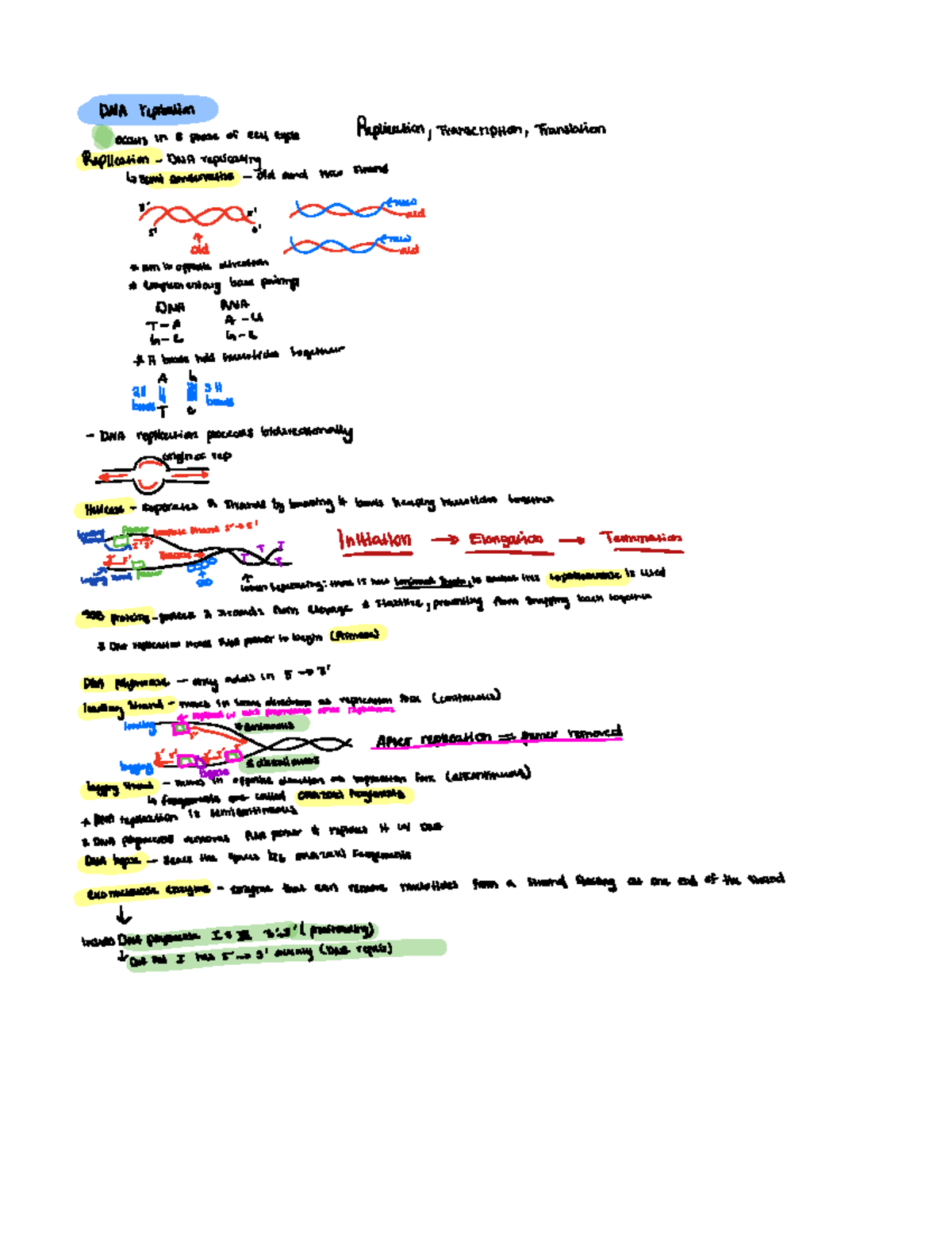 Midterm 3 study guide on DNA replication, transcription, and ...