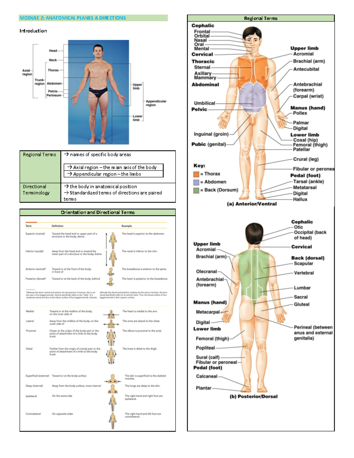2M Anatomical Planes Directions DULE 1 HUMAN BODY MODULE 2
