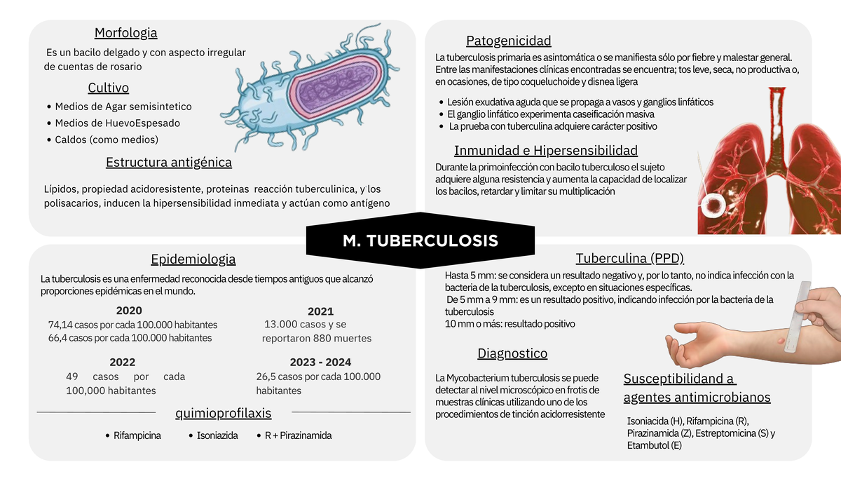 M. tuberculosis - Apuntes - M. TUBERCULOSIS Morfologia Es un bacilo ...