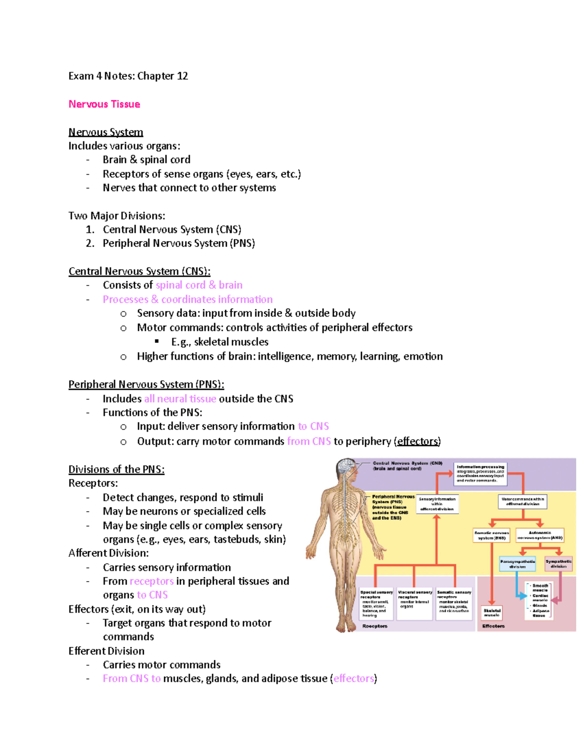 Exam 4 Notes- Chapter 12 - Exam 4 Notes: Chapter 12 Nervous Tissue ...