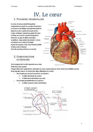 15 Etage SOUS- Mesocolique - Anatomie descriptive - HELHa - Studocu