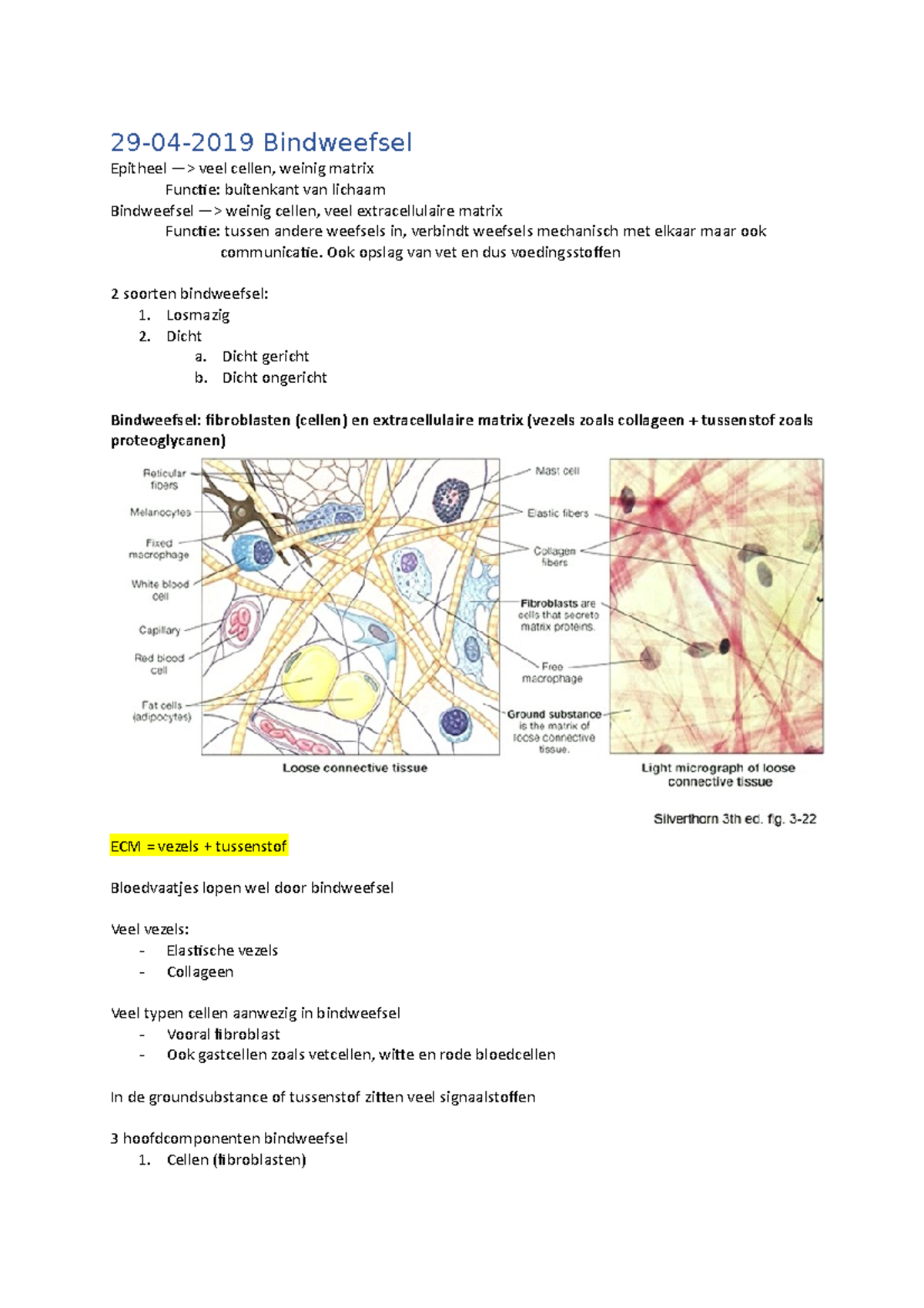 Bindweefsel hoorcollege - 29-04-2019 Bindweefsel Epitheel —> veel ...