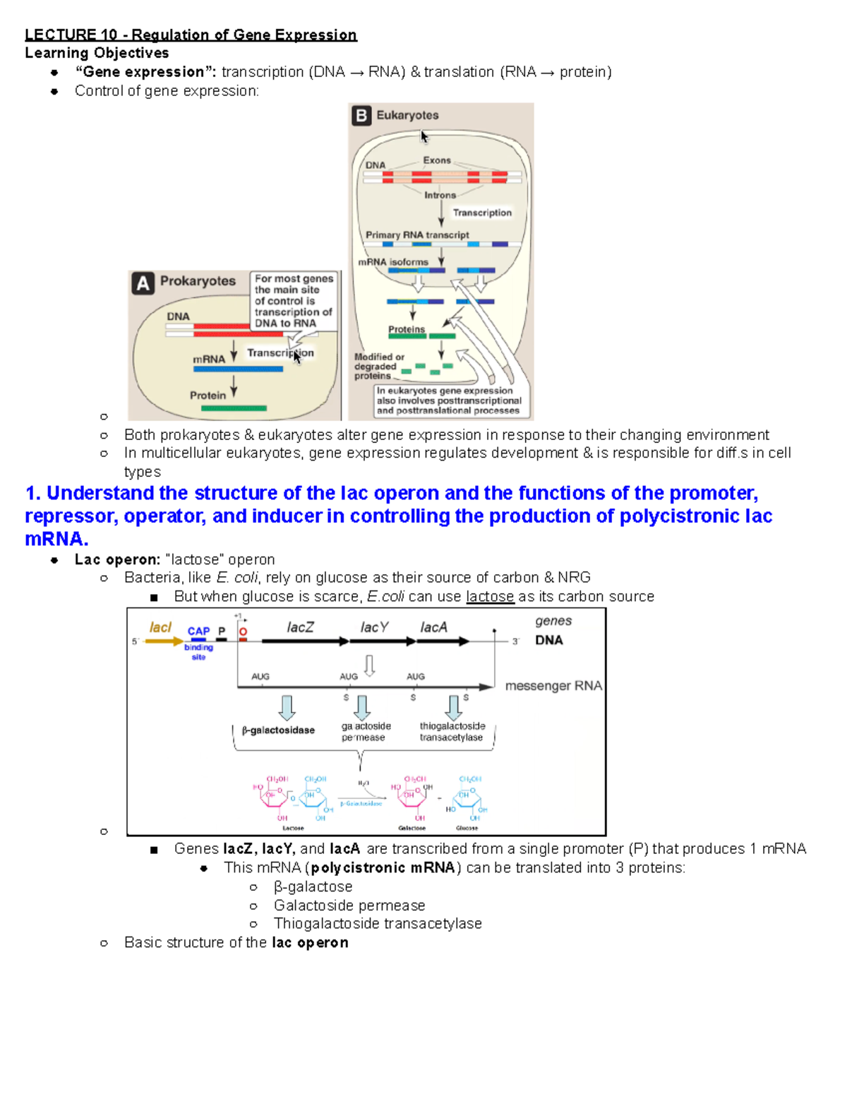 Lecture 10 - Regulation of Gene Expression - LECTURE 10 - Regulation of ...