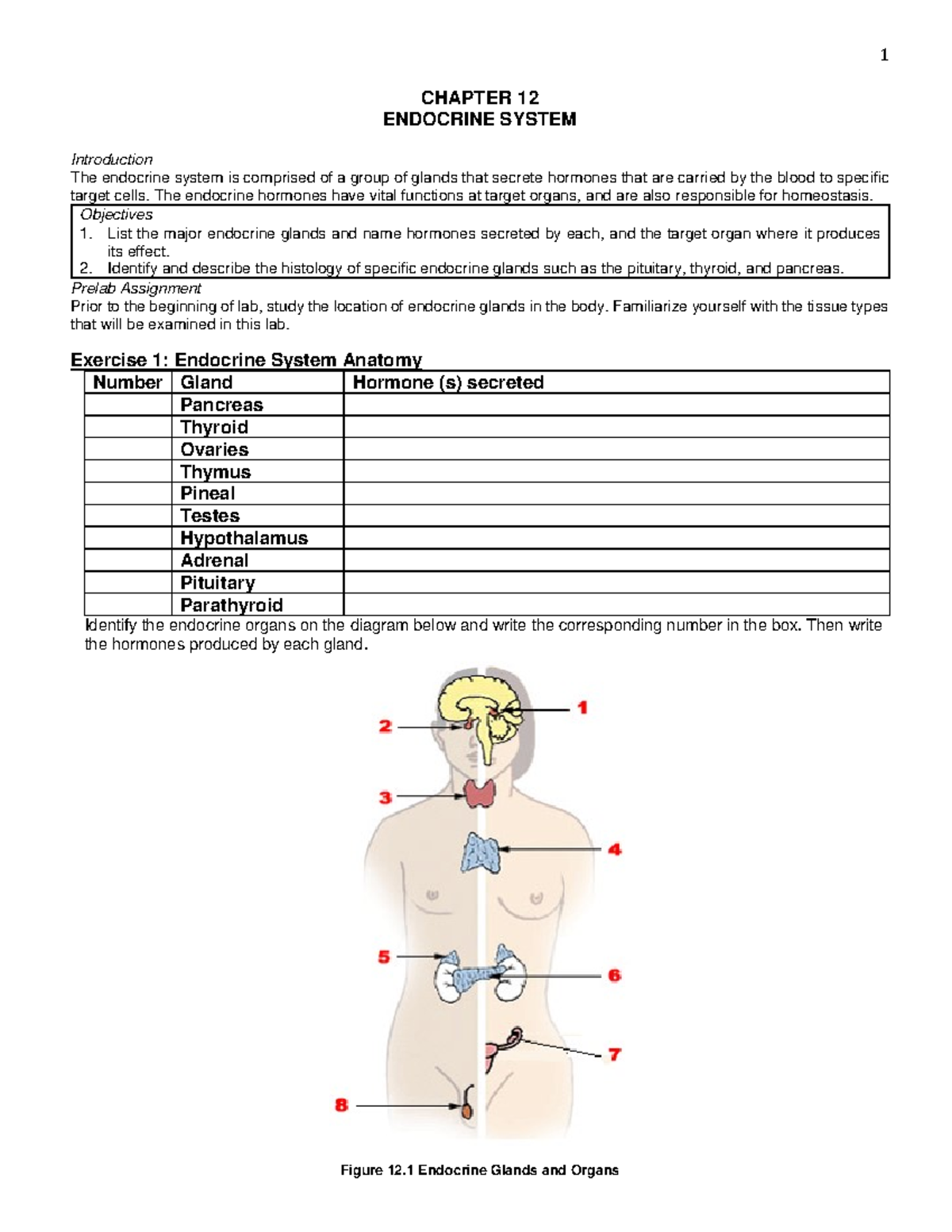 12-ENDO - CHAPTER 12 ENDOCRINE SYSTEM Introduction The endocrine system is comprised of a group ...