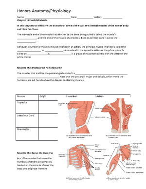 BIO 205 Exam 1 - human anatomy exam 1 study guide - Levels of Organization Organelle: carries ...