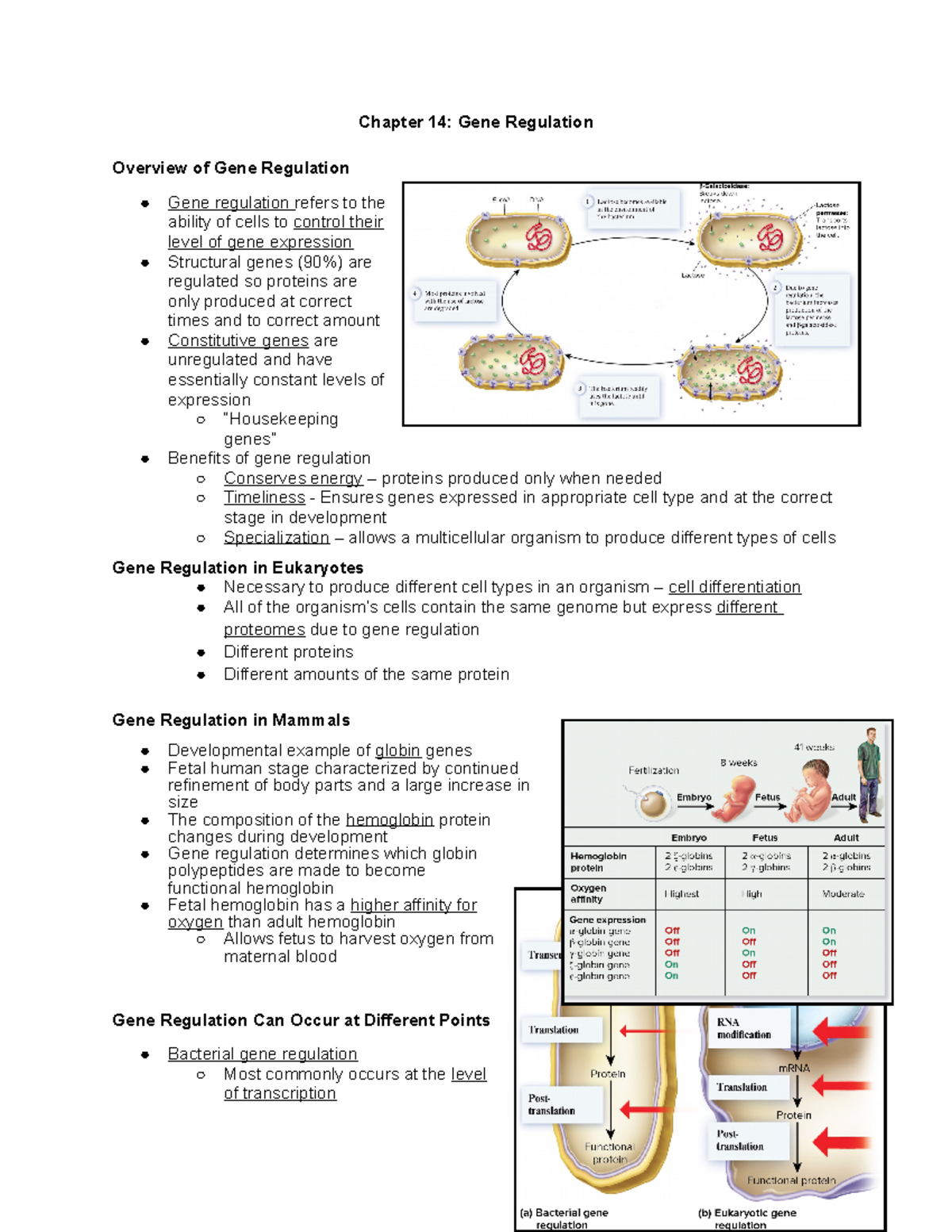 BIO 1200 Chapter 14 Notes - Chapter 14: Gene Regulation Overview of ...