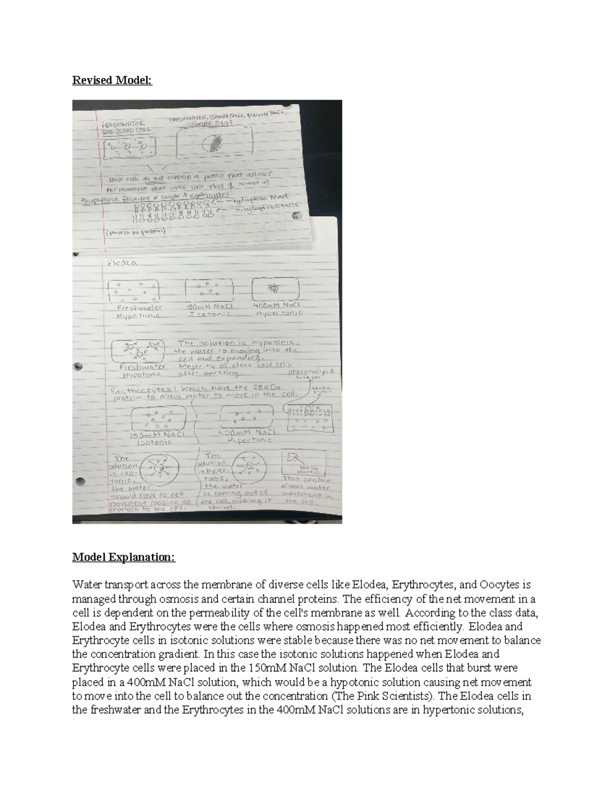 Water Transport Model- Diana Pacheco - Revised Model: Model Explanation ...