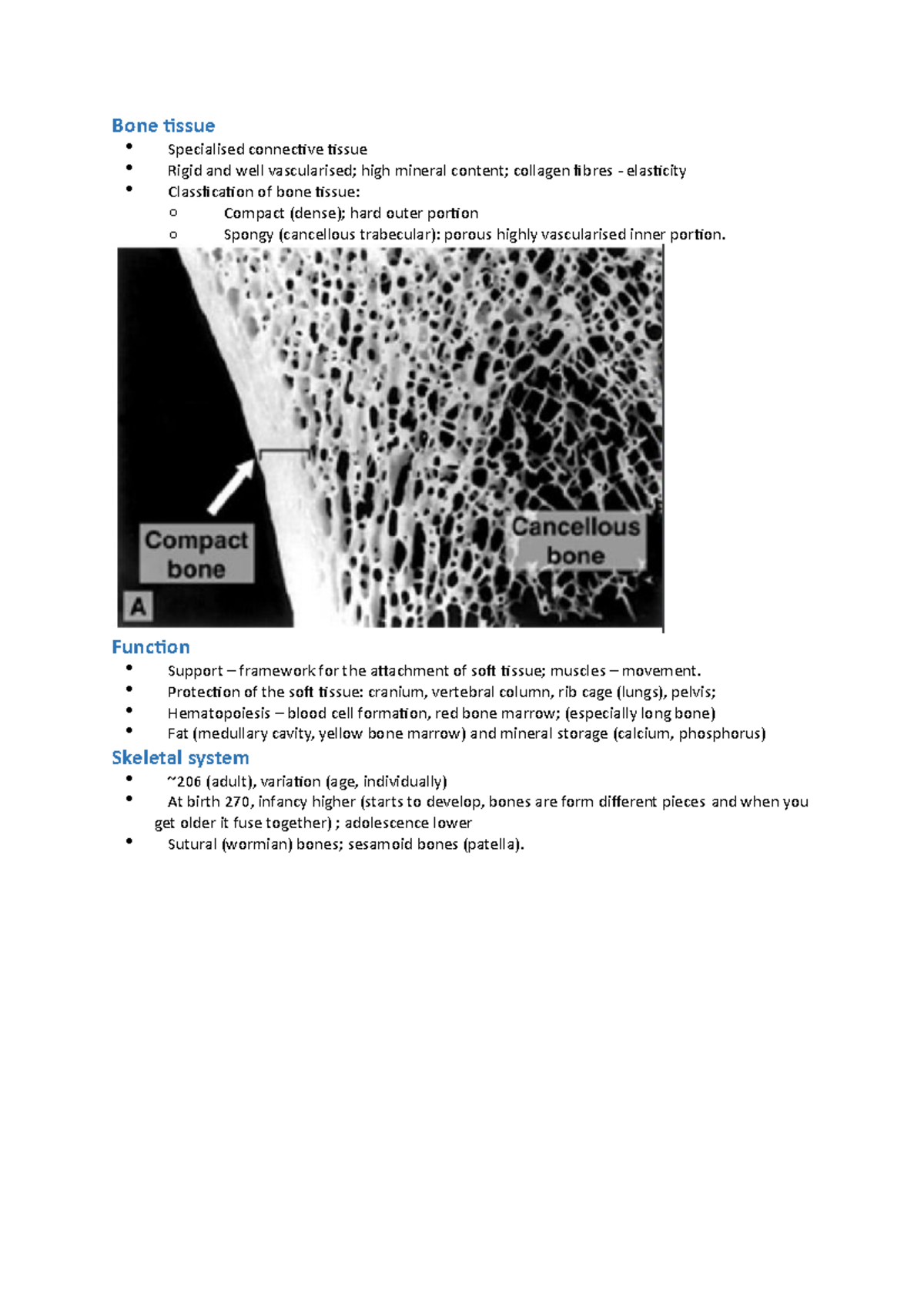 Skeletal system - Bone tissue Specialised connective tissue Rigid and ...