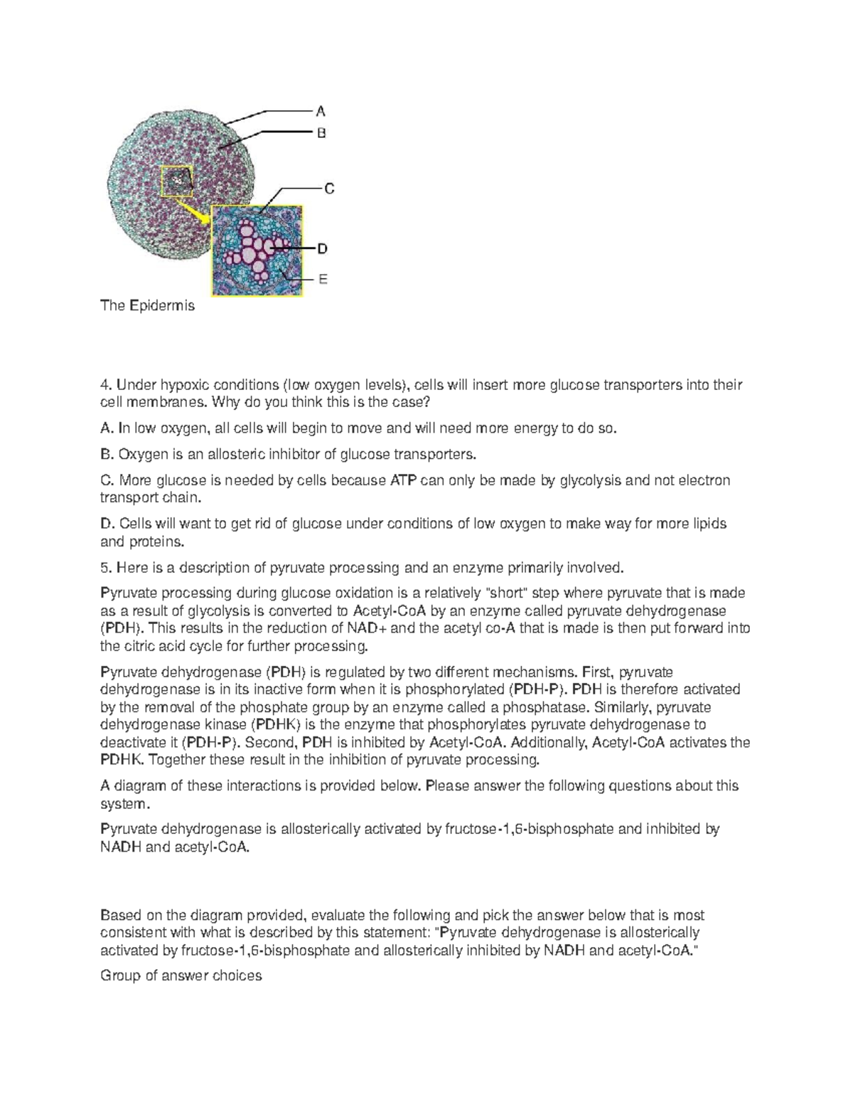 Biol 309 part b - Biol 309 coursework and exam practice - The Epidermis ...