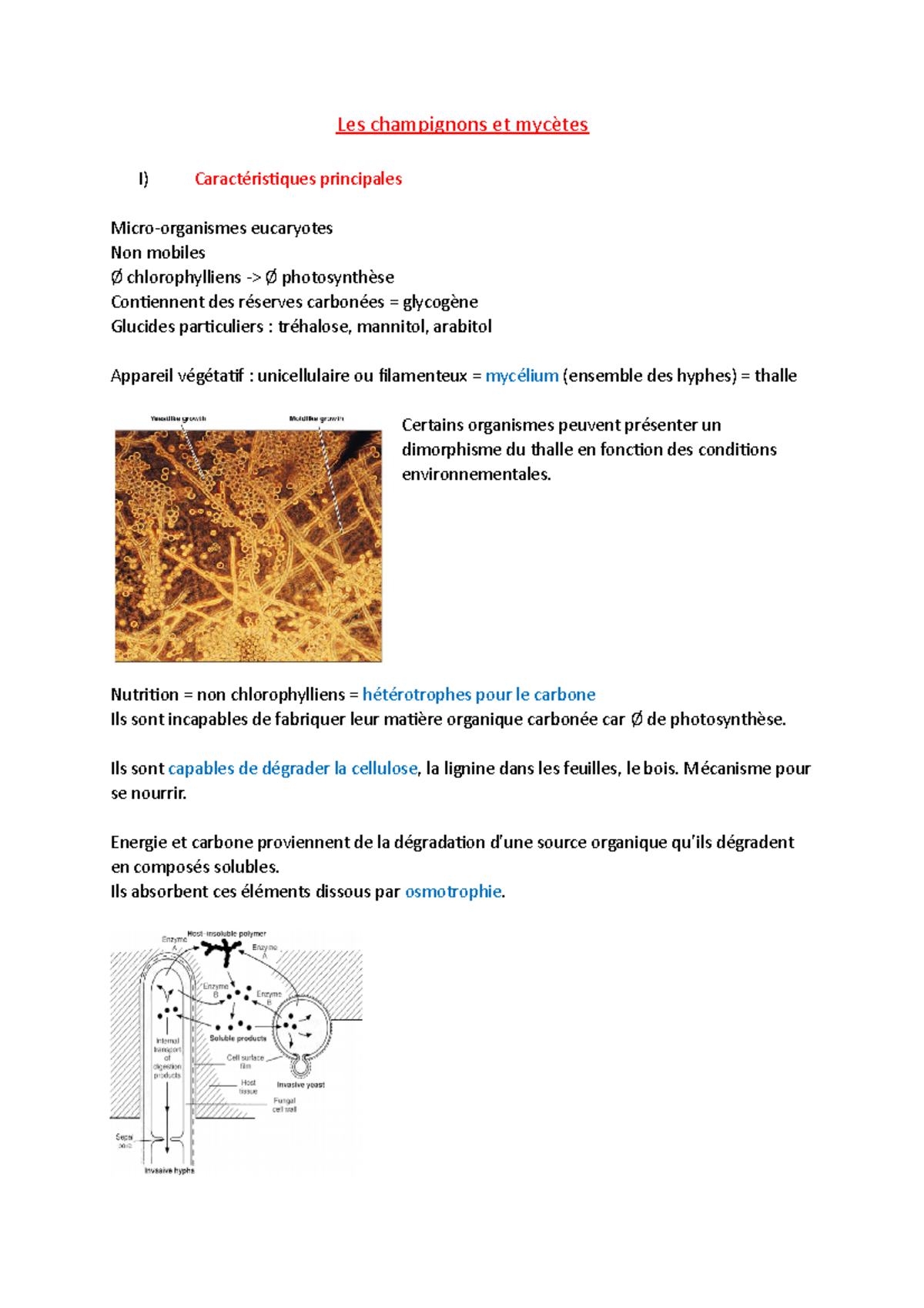 A- Les champignons et mycètes - Les champignons et mycètes I ...