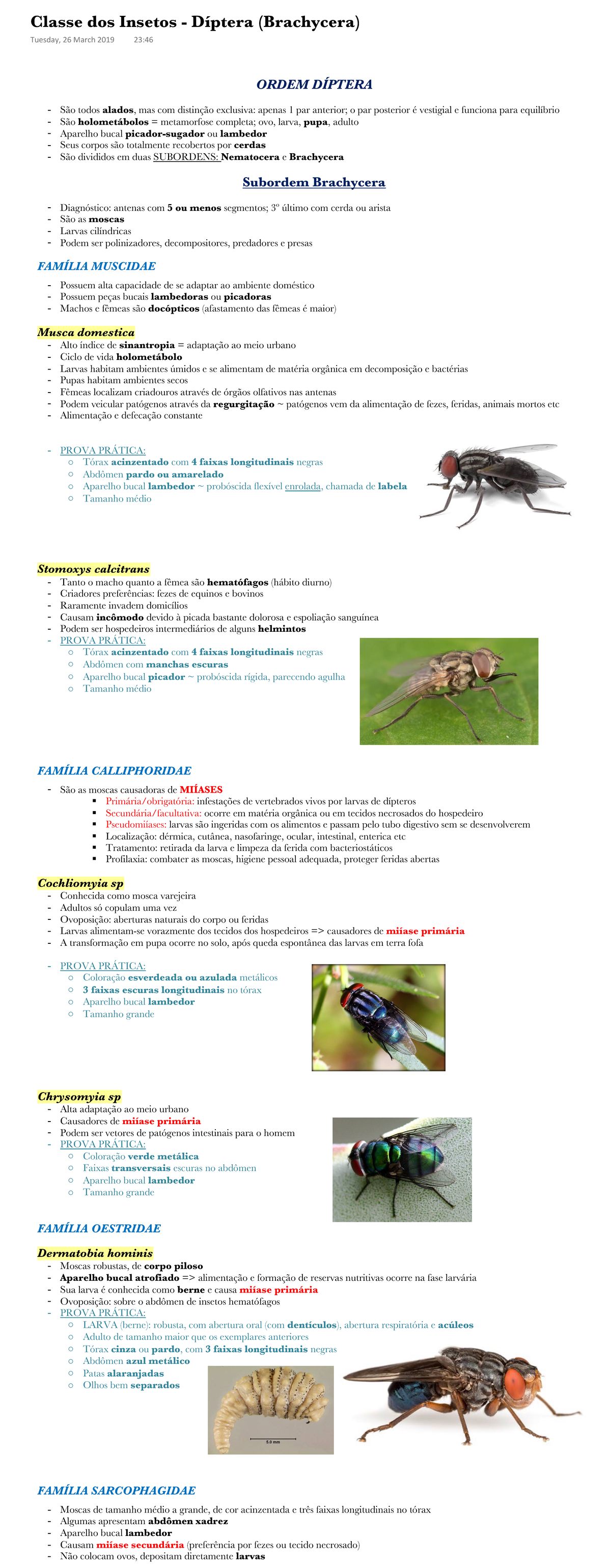 Classe dos Insetos - Díptera (Brachycera) - ORDEM DÍPTERA São todos ...