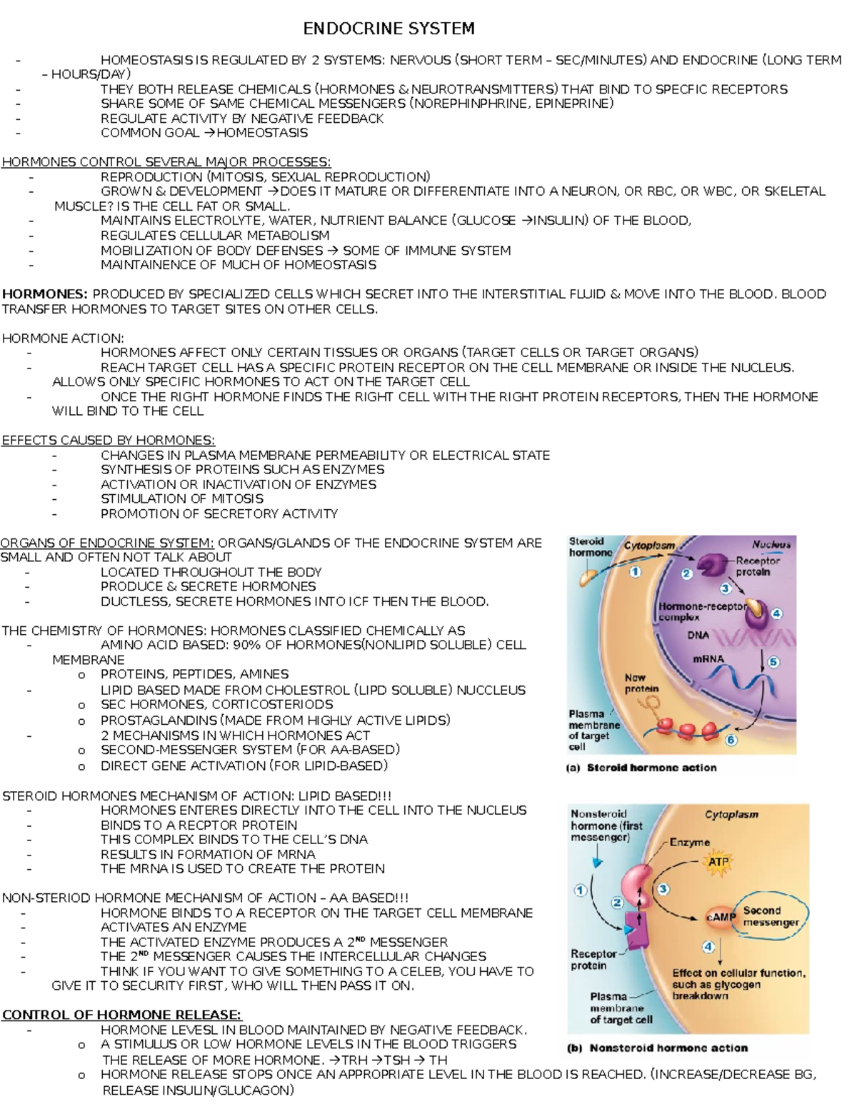 Endocrine System - ENDOCRINE SYSTEM HOMEOSTASIS IS REGULATED BY 2 ...