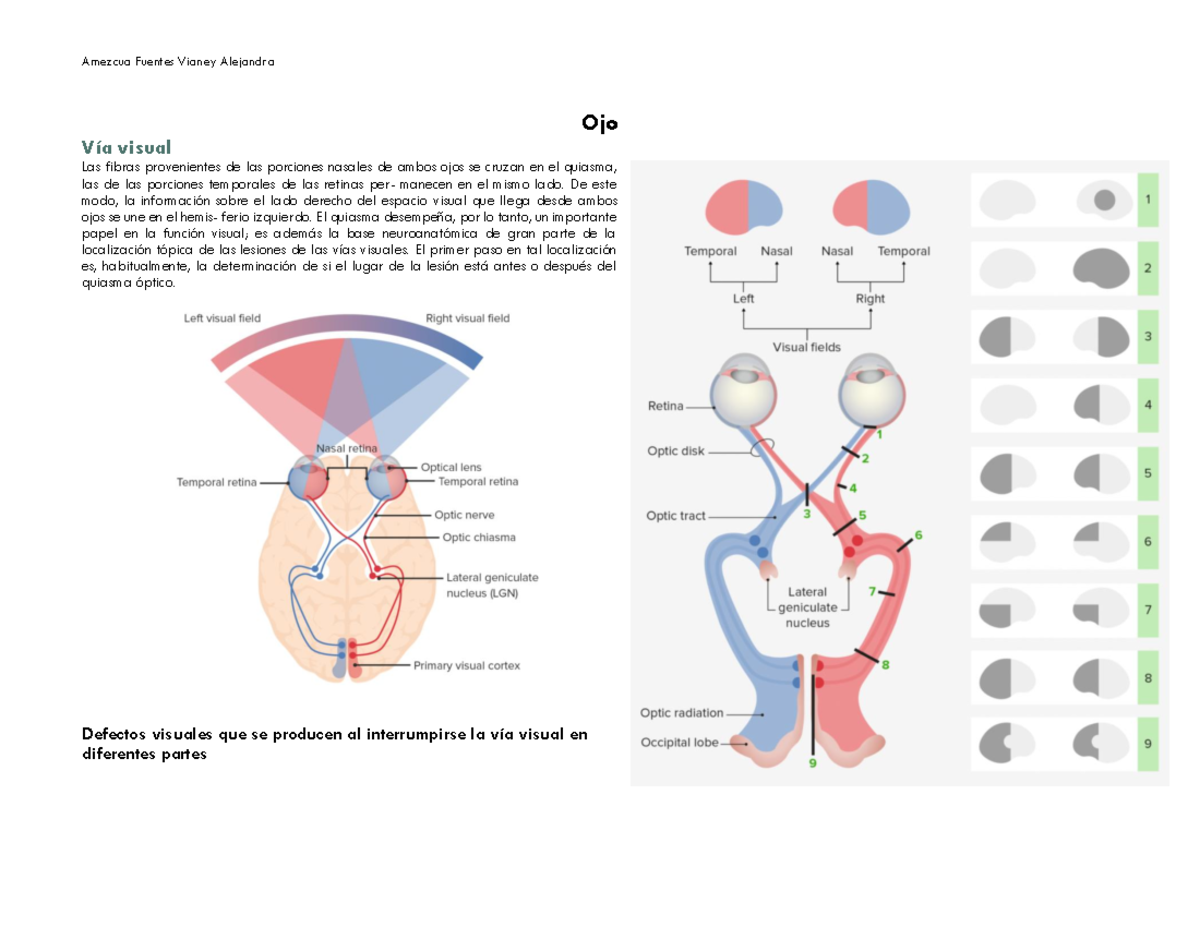ComplementacióN TEMÁTICA - Ojo Vía visual Las fibras provenientes de ...