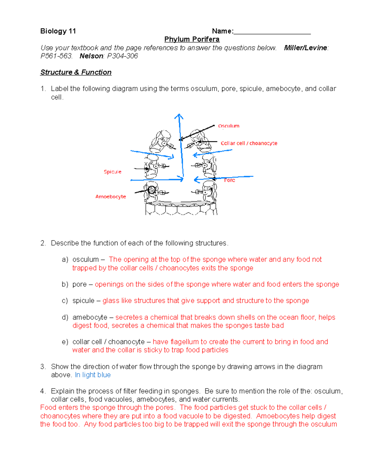 phylum porifera ws 2 answers - Biology 11 Name: Phylum Porifera Use ...