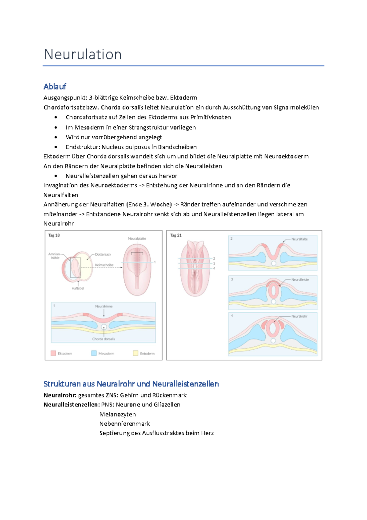 Neurulation - Anatomie - Universität Greifswald - Studocu