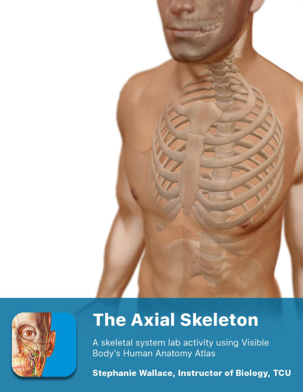 Lab Activity Axial Skeleton W21 final - PRE-LAB EXERCISES When studying ...