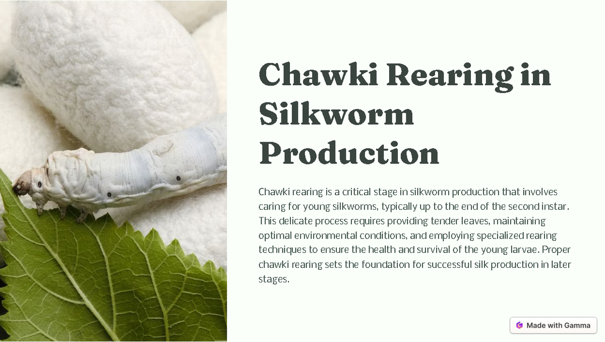 Chawki Rearing in Silkworm Production - C awki Reari g i Silkwor ...