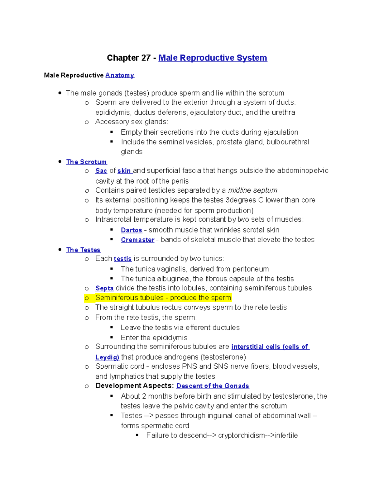 Male reproductive system - Chapter 27 - Male Reproductive System Male ...