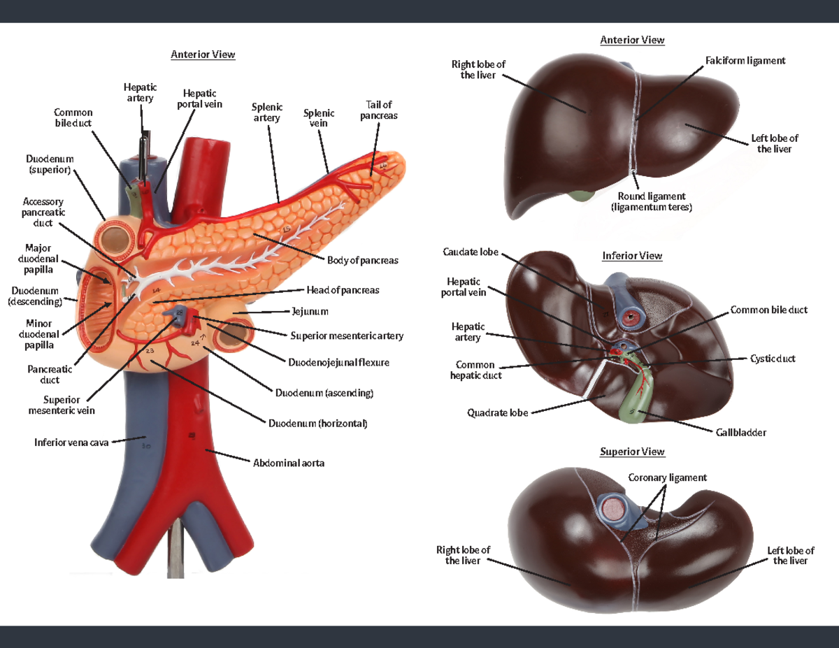 Digestive System Model - Liver, Pancreas and Duodenum - Head of ...