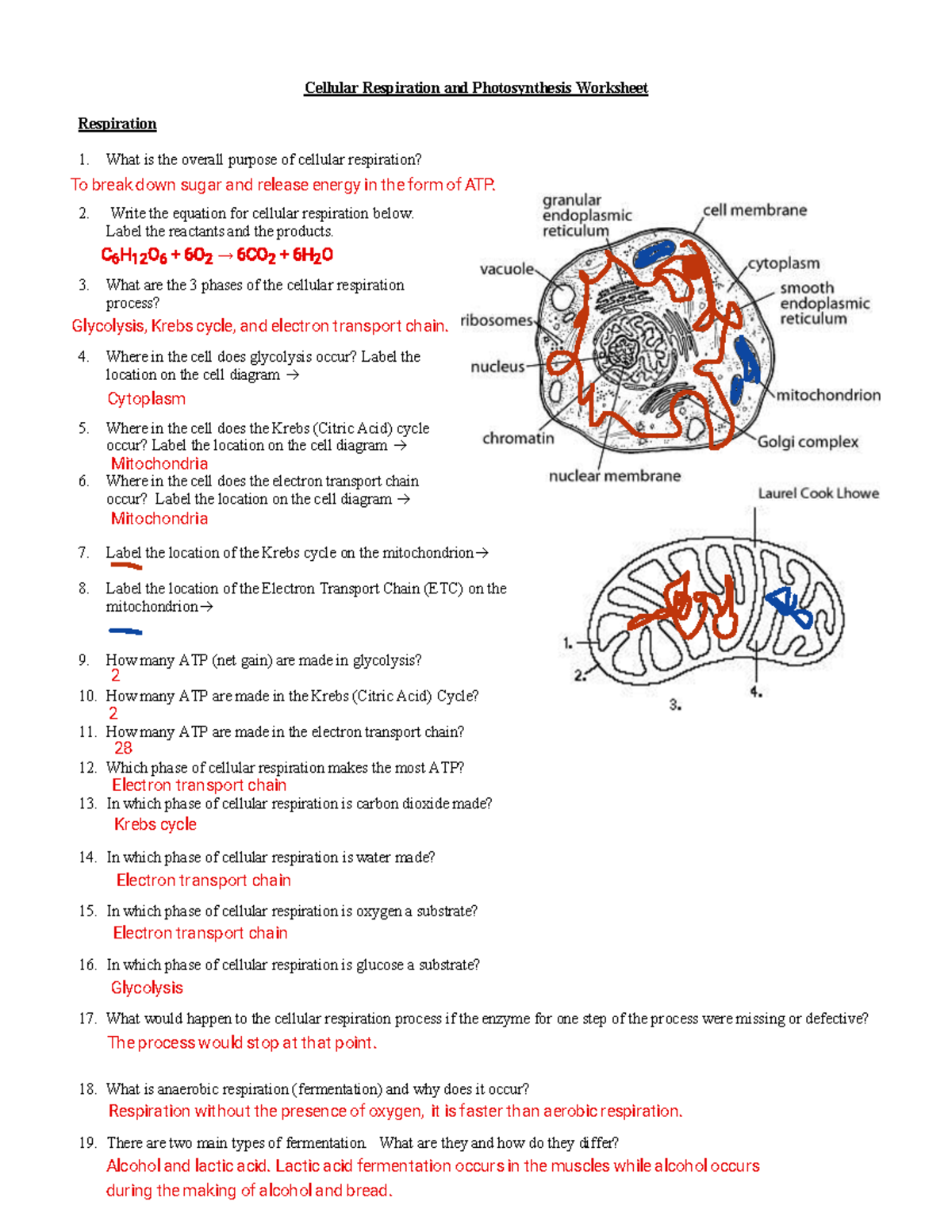 Cellular Respiration and Photosynthesis Worksheet - Cellular ...