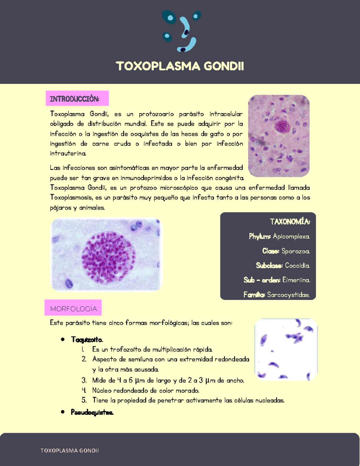 Toxoplasma Gondii - Microbiología Y Parasitología - IPN - Studocu