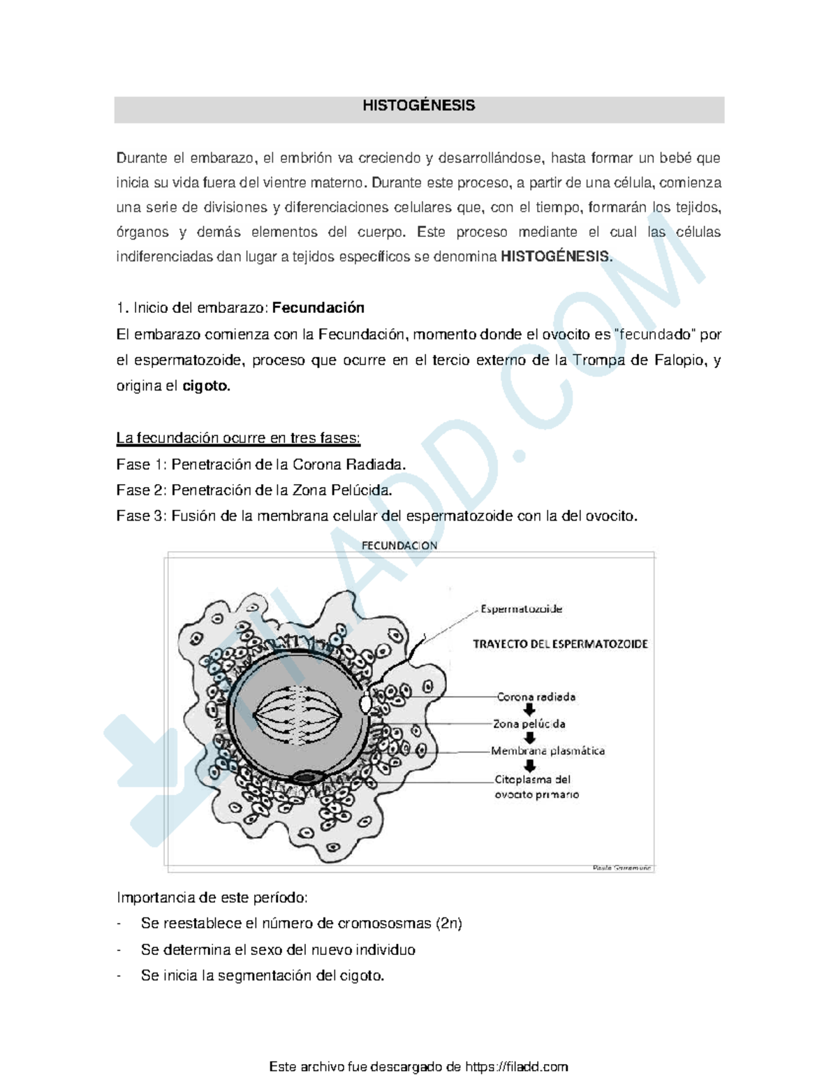 Histogenesis de los tejidos - HISTOGÉNESIS Durante el embarazo, el ...