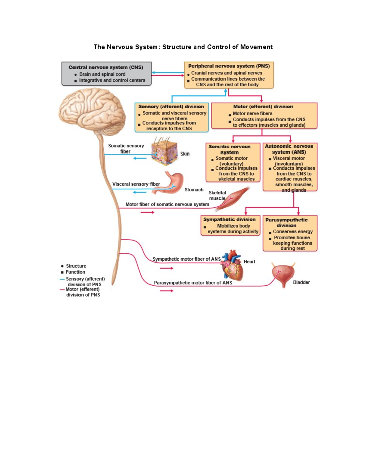 Exercise Physiology (HS342) Chapter 6 - The Nervous System: Structure ...