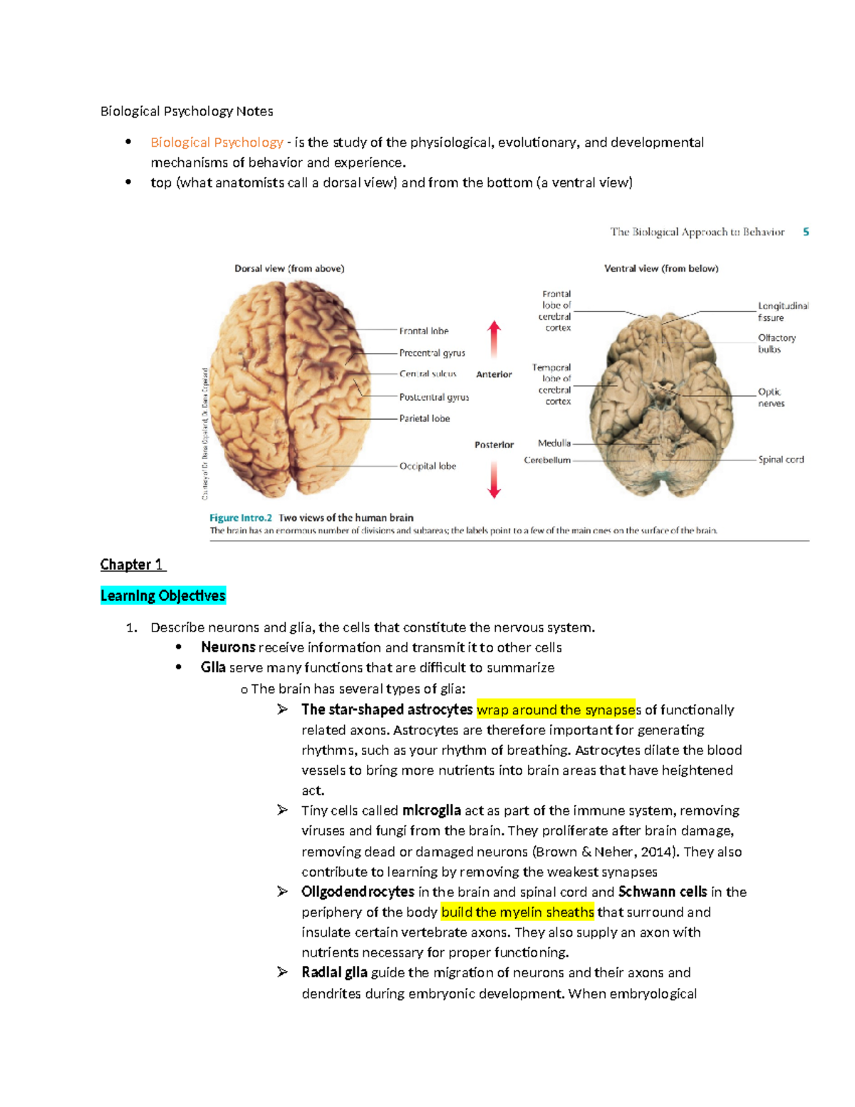 Ch 1 notes - Biological Psychology Notes Biological Psychology - is the ...