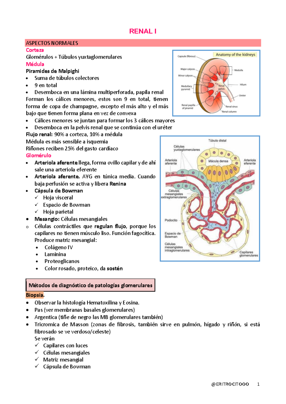 Anato,histo y fisio normal riñon con patologias cognitivas ...