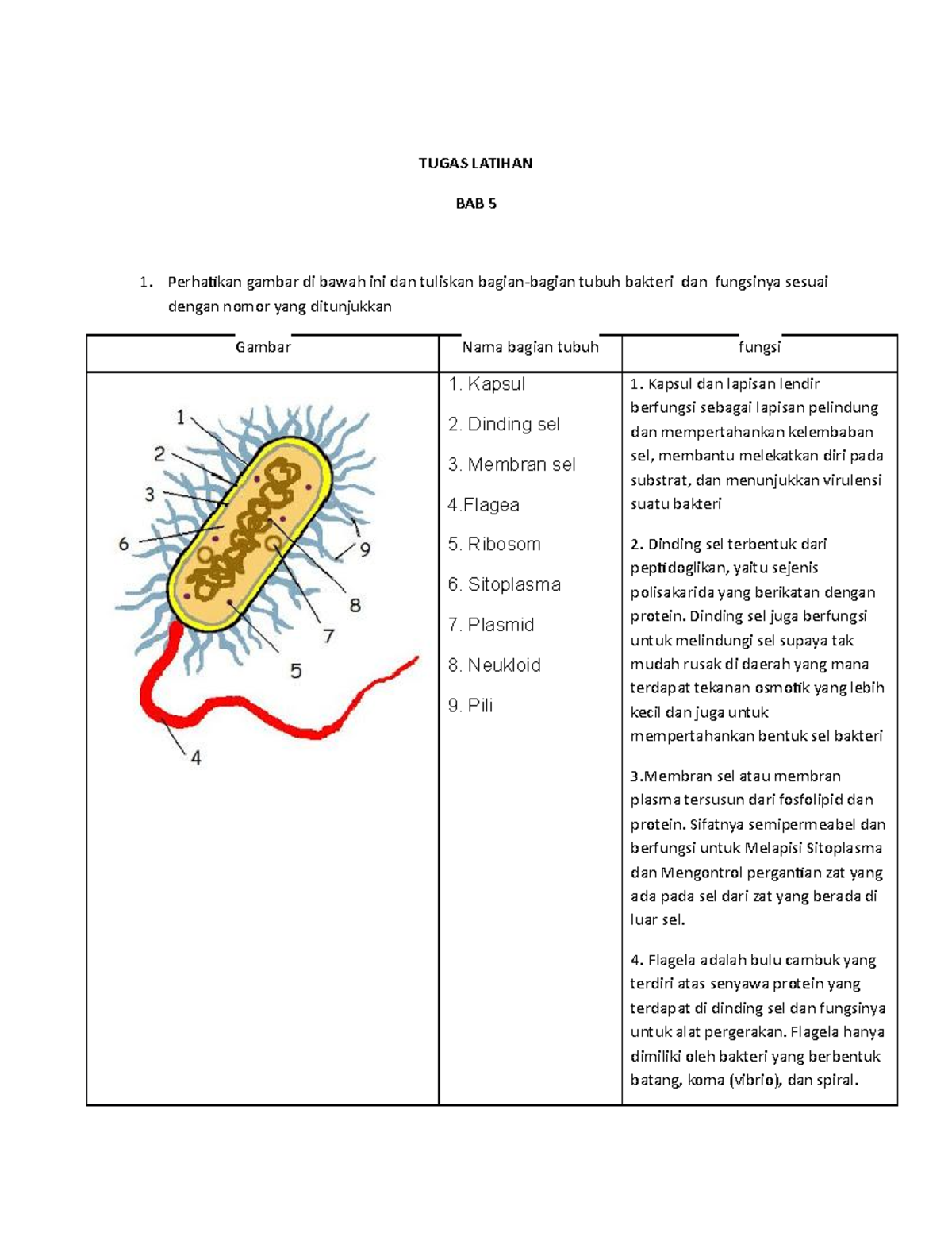 Tugas Struktur Tubuh Bakteri - TUGAS LATIHAN BAB 5 Perhatikan gambar di ...