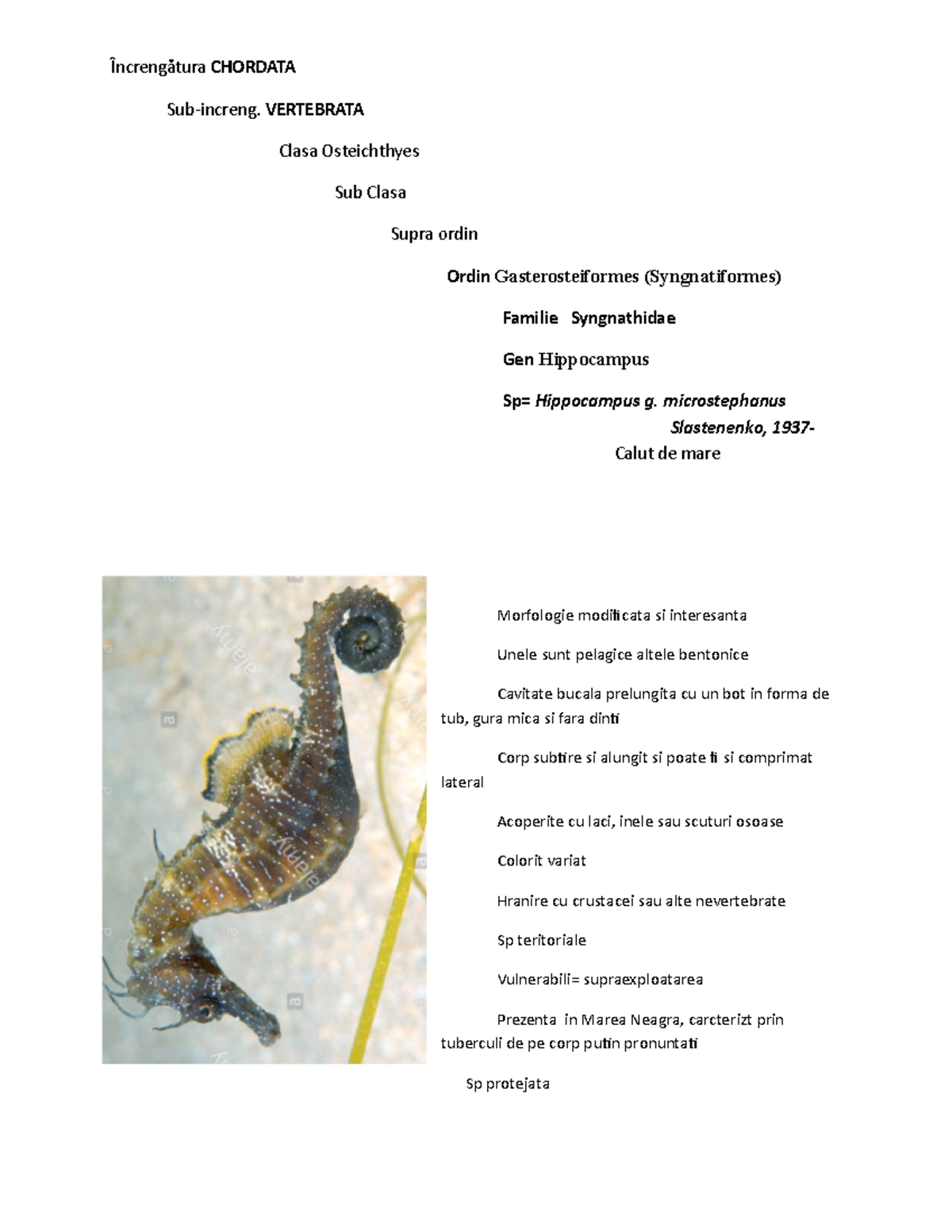 Clasificare pesti - Osteichthyes- poissons osseux - Încrengătura ...