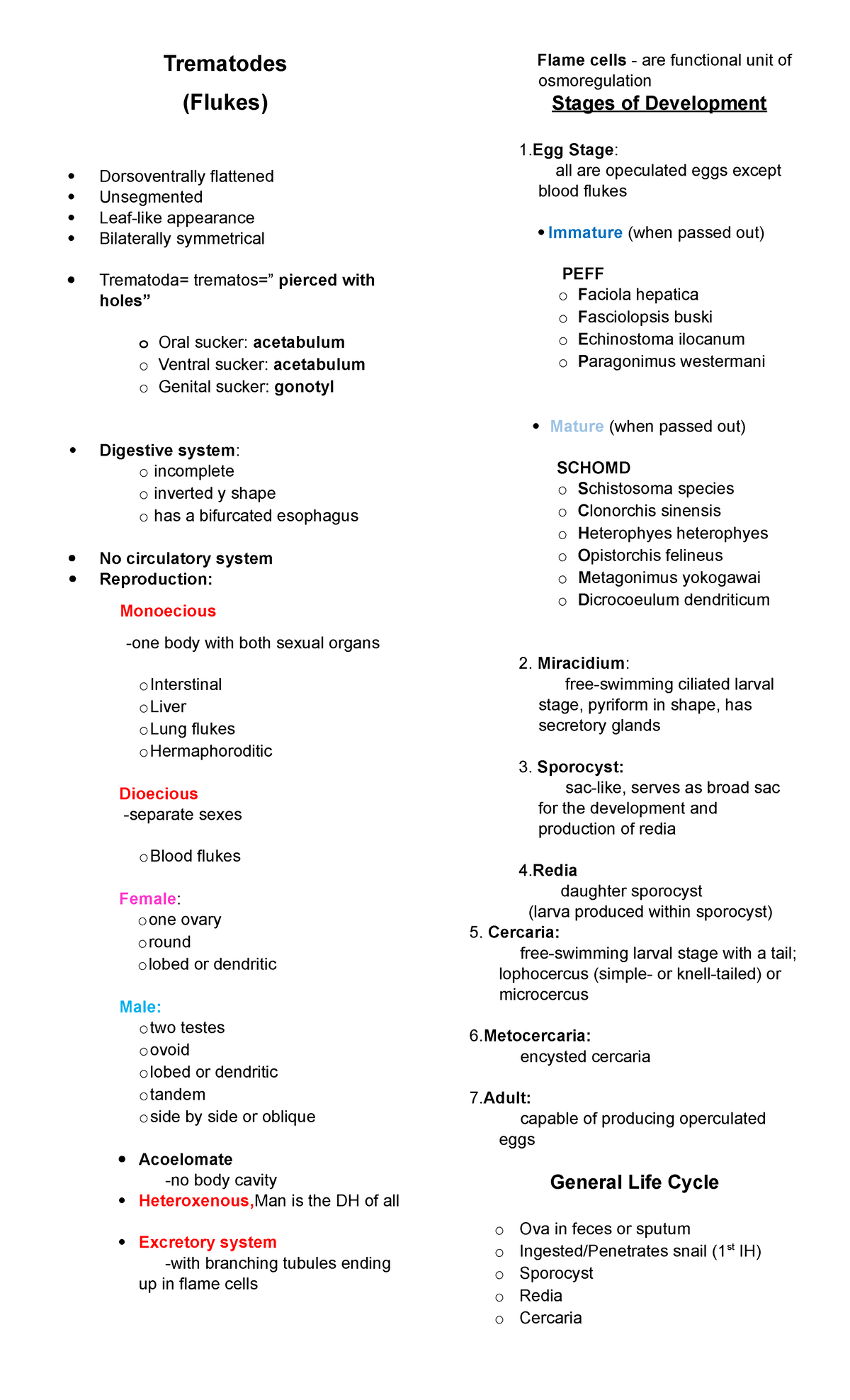 Trematodes - Trematodes (Flukes) Dorsoventrally flattened Unsegmented ...