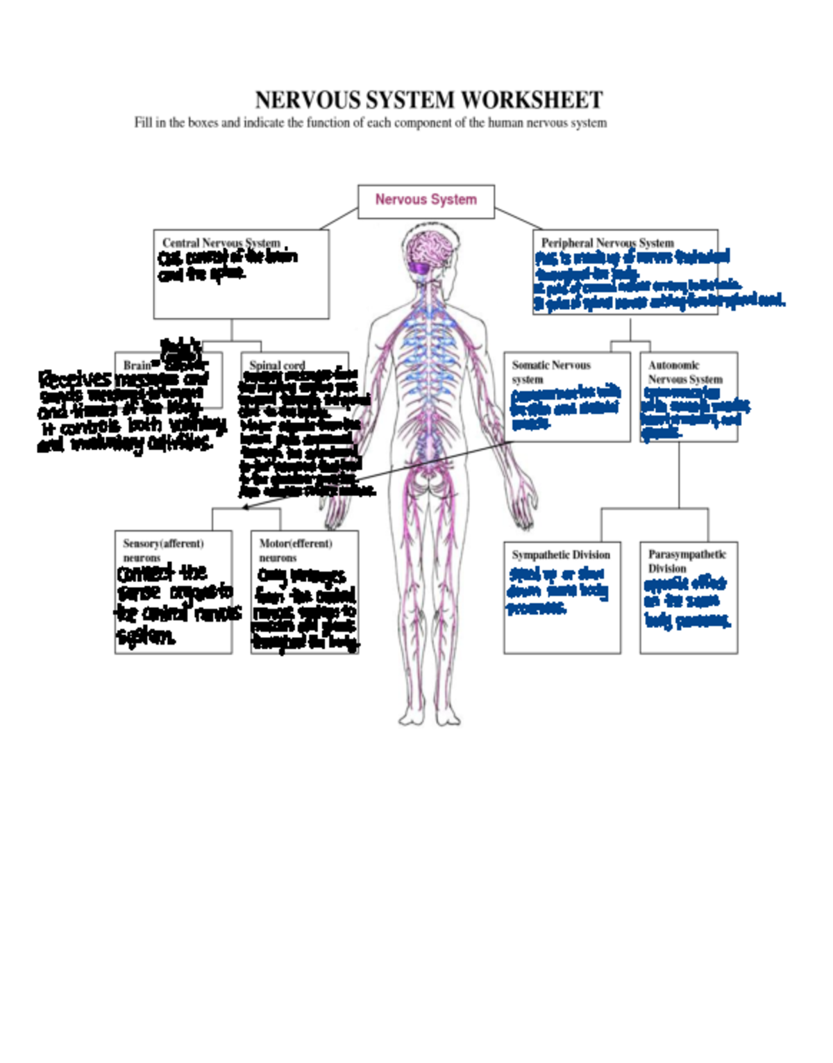 Psychology Assignment 2 worksheets - ####### CNS consist ...