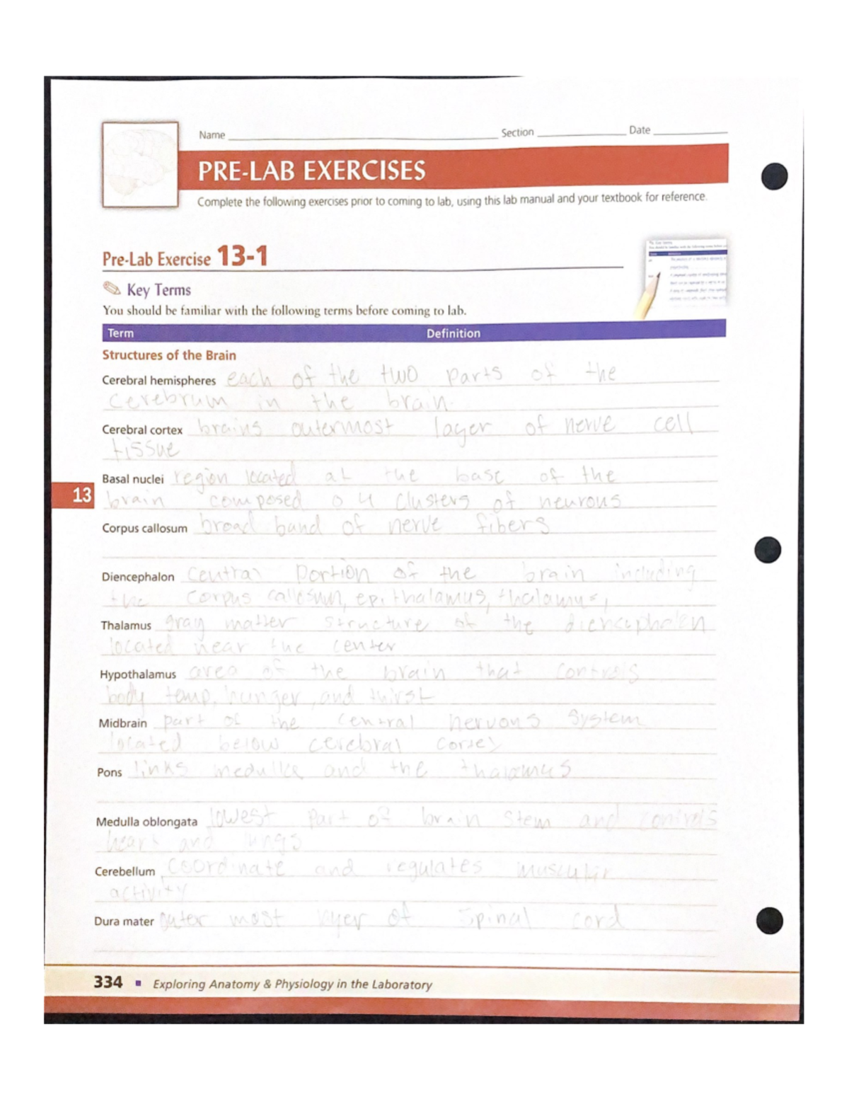 Section (10) - chapter 13 - BIOL 2402 - Studocu