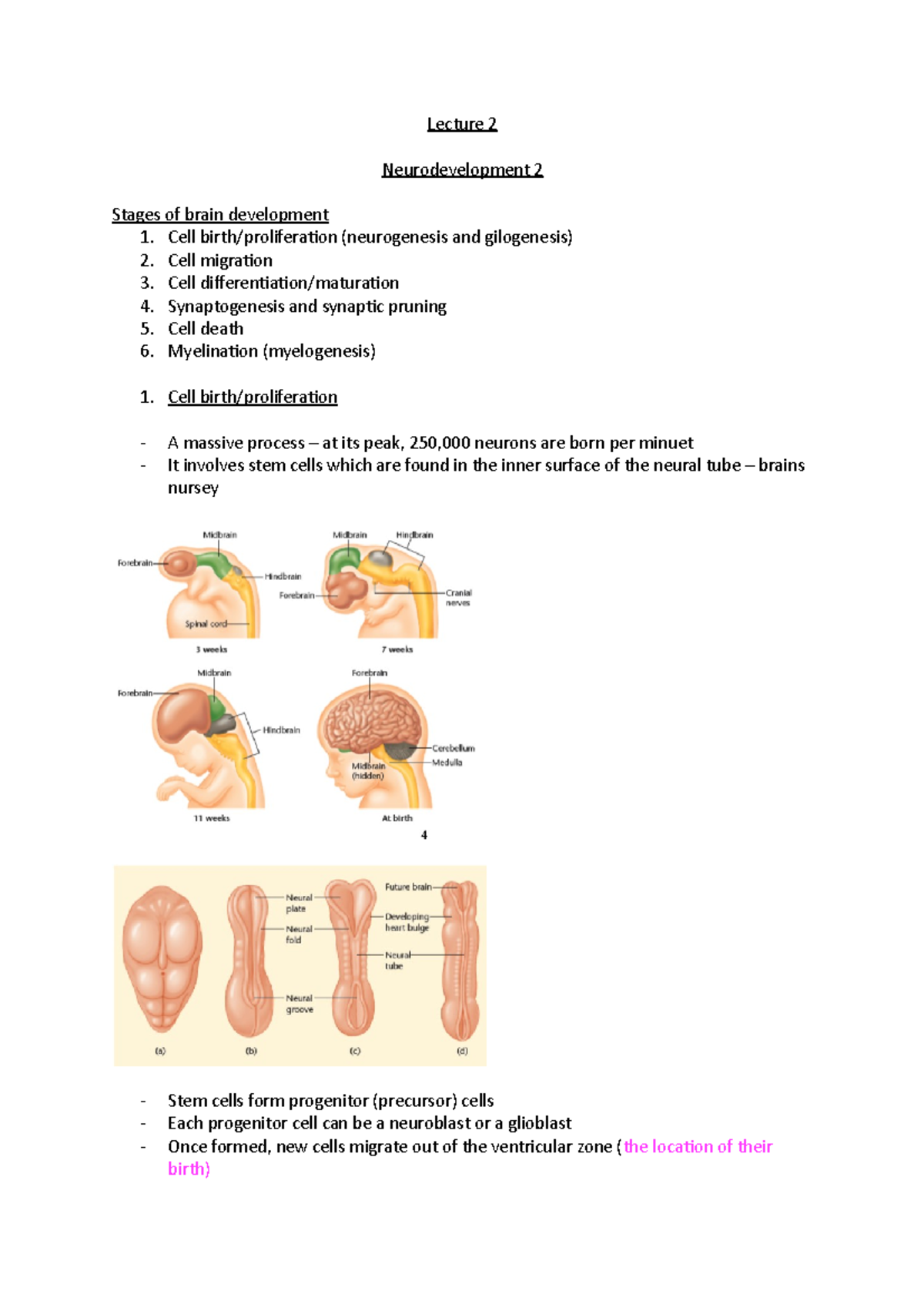 Lecture 2 - knknjkn - Lecture 2 Neurodevelopment 2 Stages of brain ...