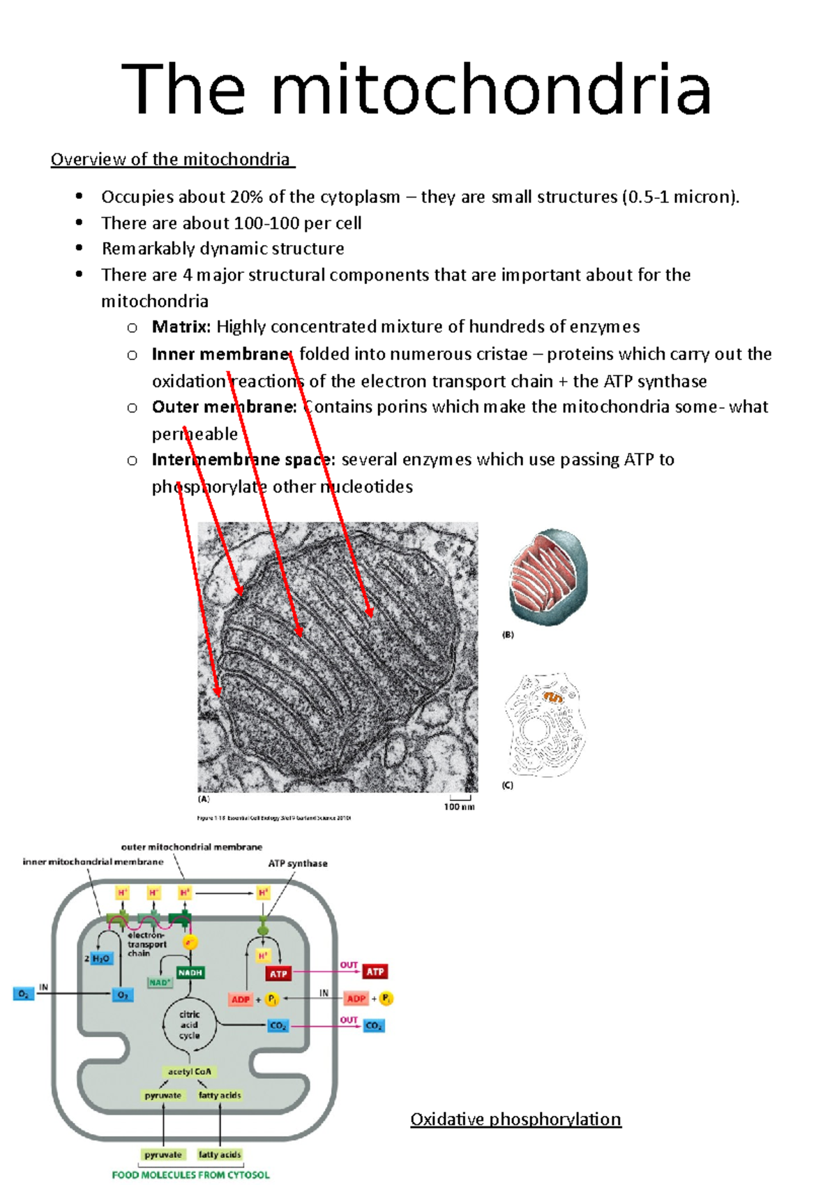 The mitochondria-5 - Detailed lecture notes - The mitochondria Overview ...