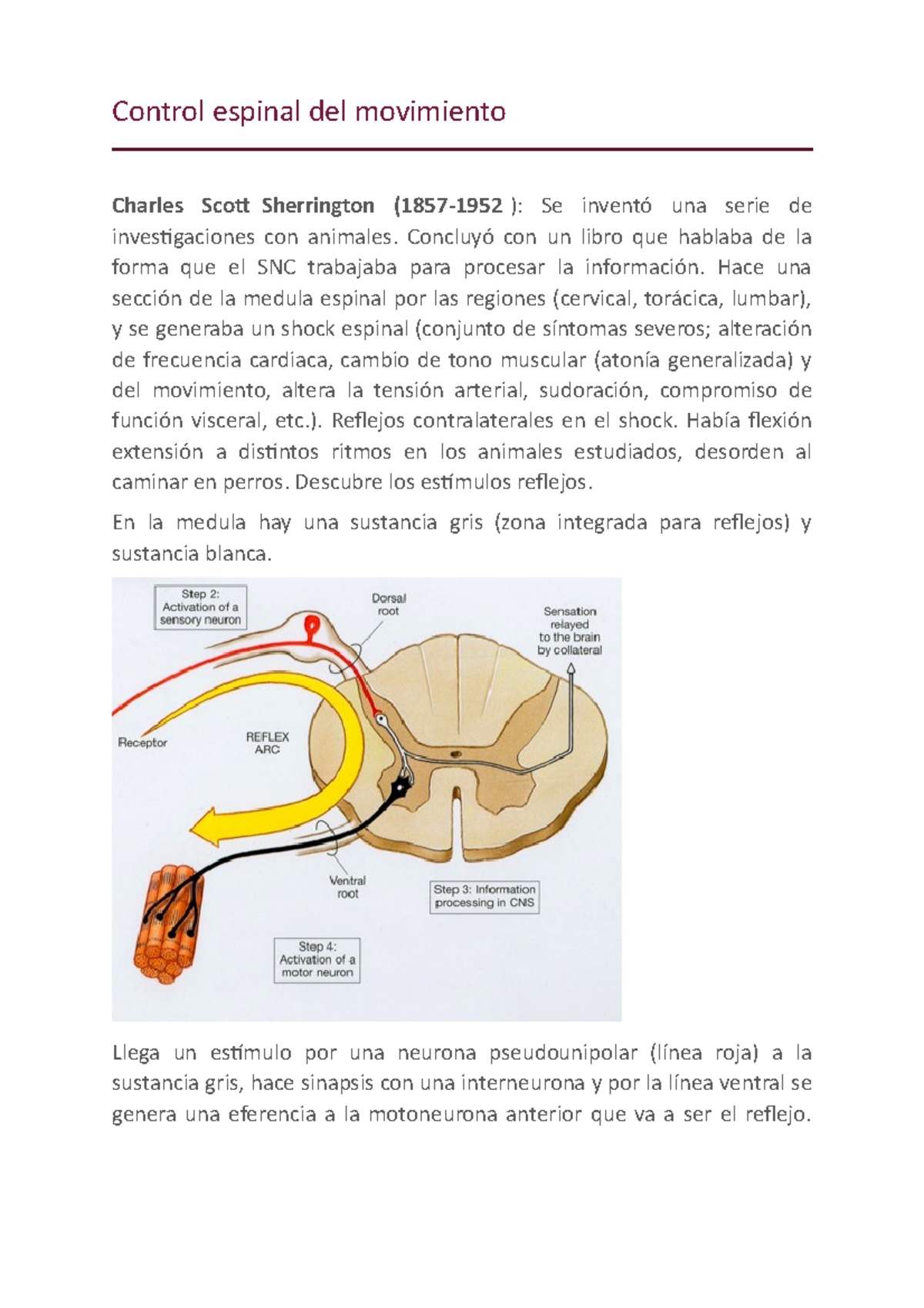 Control espinal del movimiento - Control espinal del movimiento Charles ...