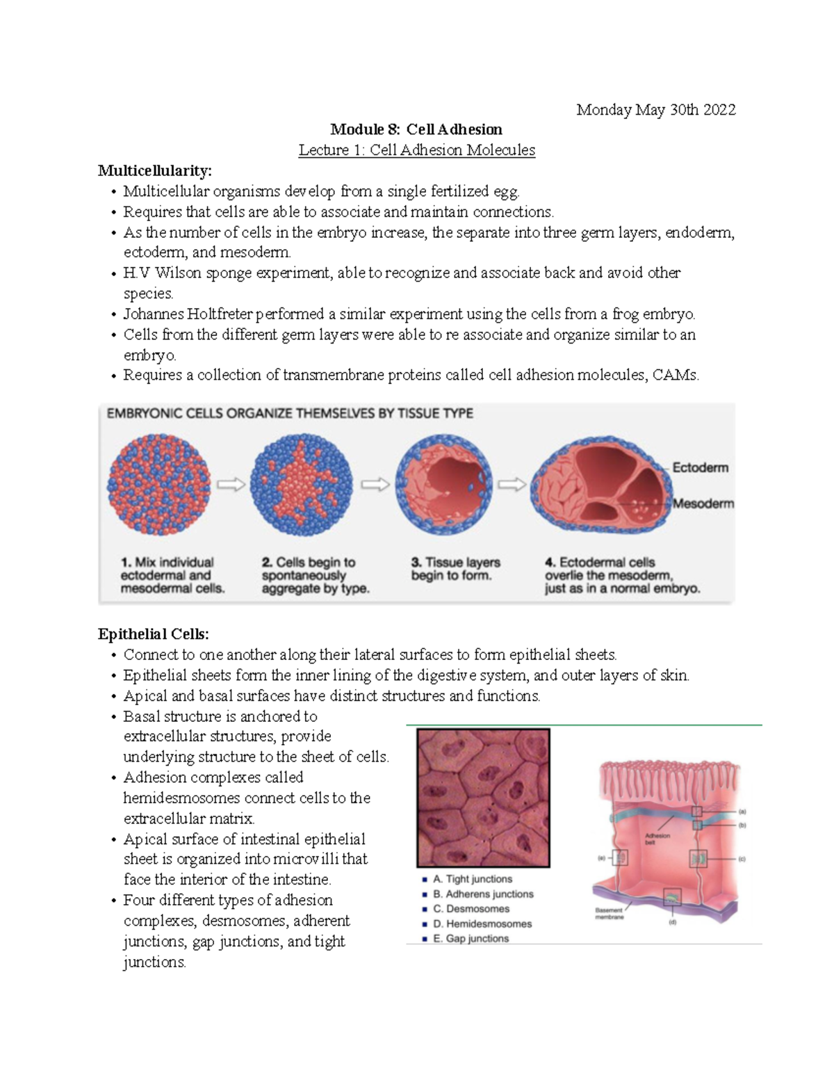 BIO2B03 Module 8 - Cell Adhesion - Monday May 30th 2022 Module 8: Cell ...