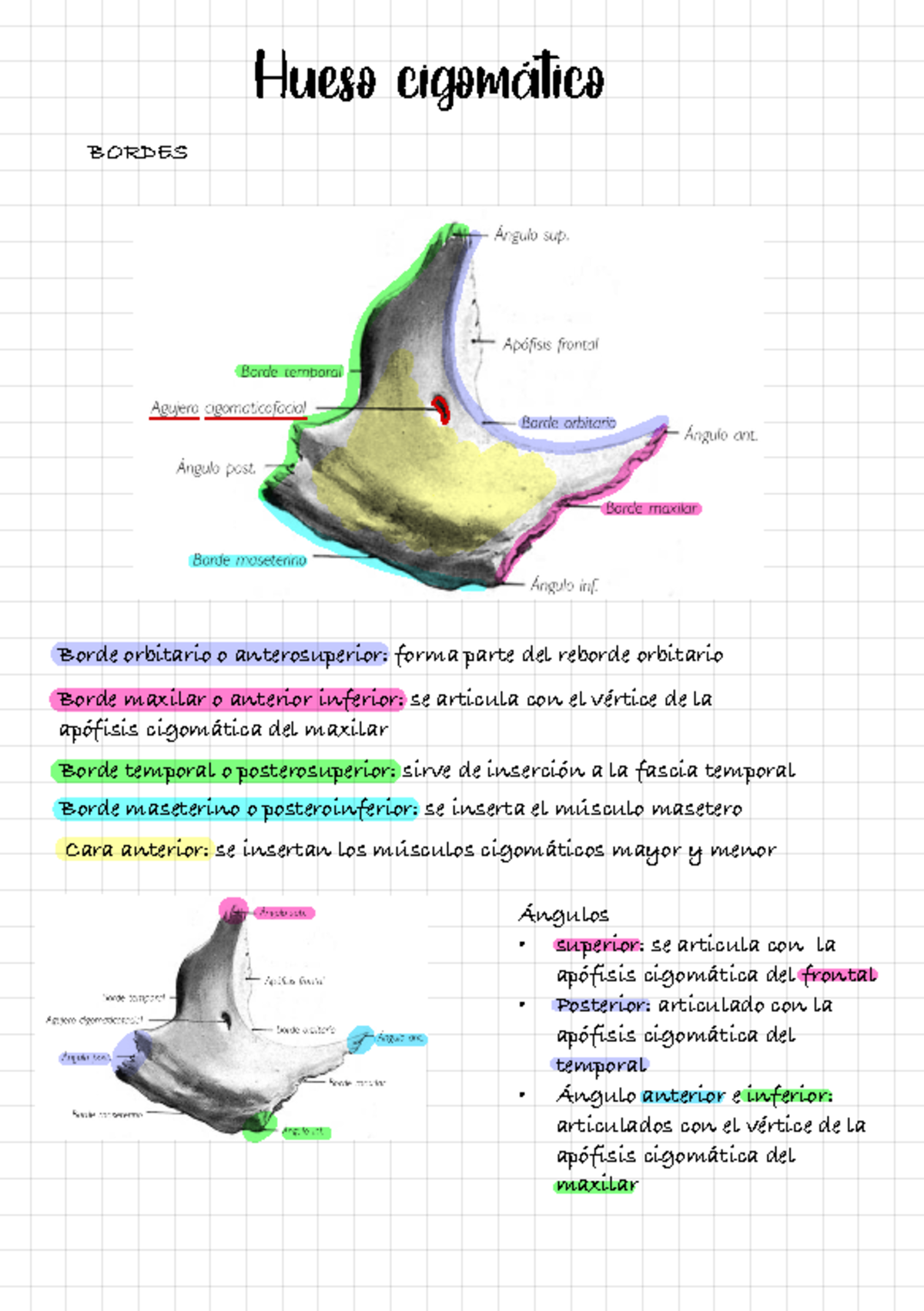 Cigomático - Hueso cigomático BORDES Borde orbitario o anterosuperior ...