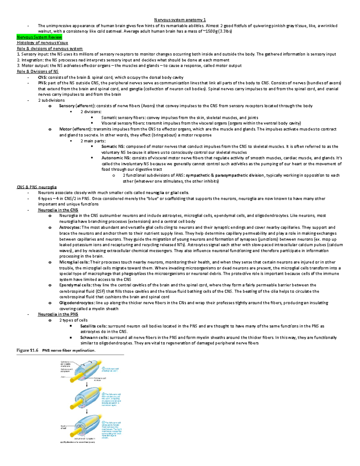 LEC 10 Nervous system anatomy 1 - Nervous system anatomy 1 The ...