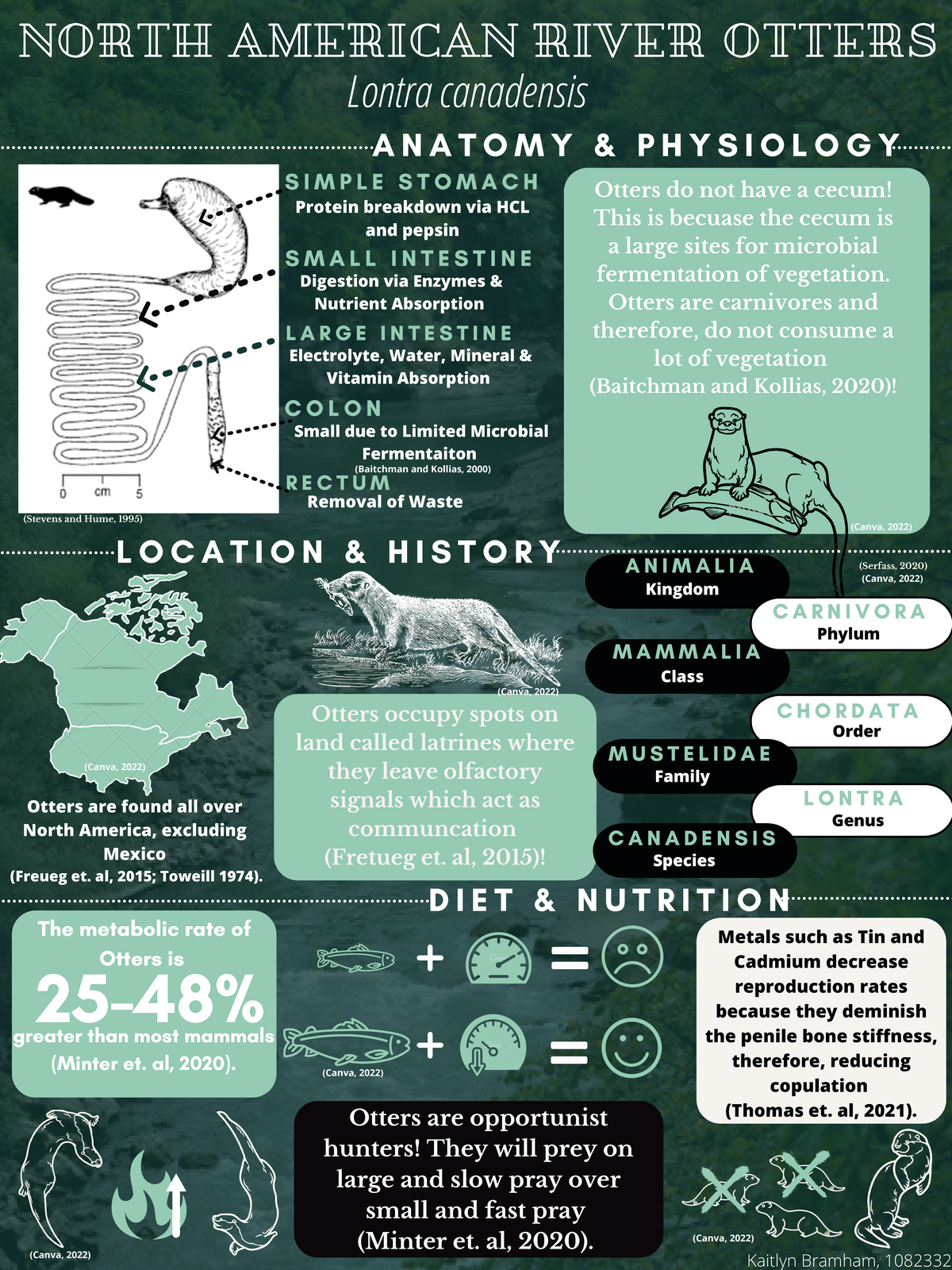 Wildlife Infographic - A N A T O M Y & P H Y S I O L O G Y R E C T U M ...