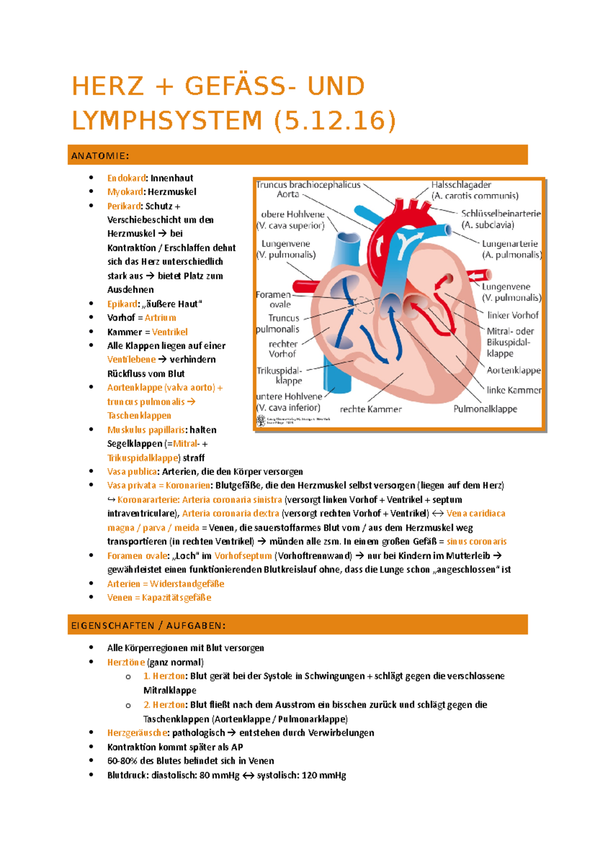 Herz - Informationen zum Herzen - HERZ + GEFÄSS- UND LYMPHSYSTEM (5.12 ...