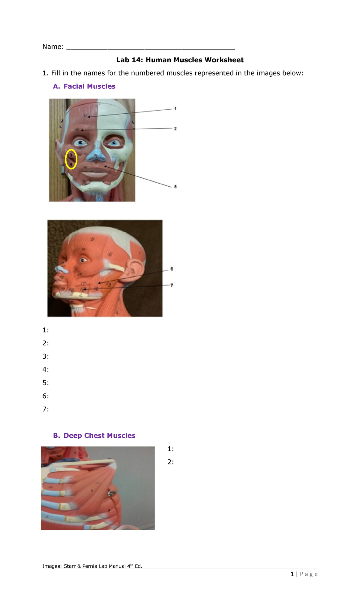 Lab 14 - Human Muscles for anatomy and physiology - Name