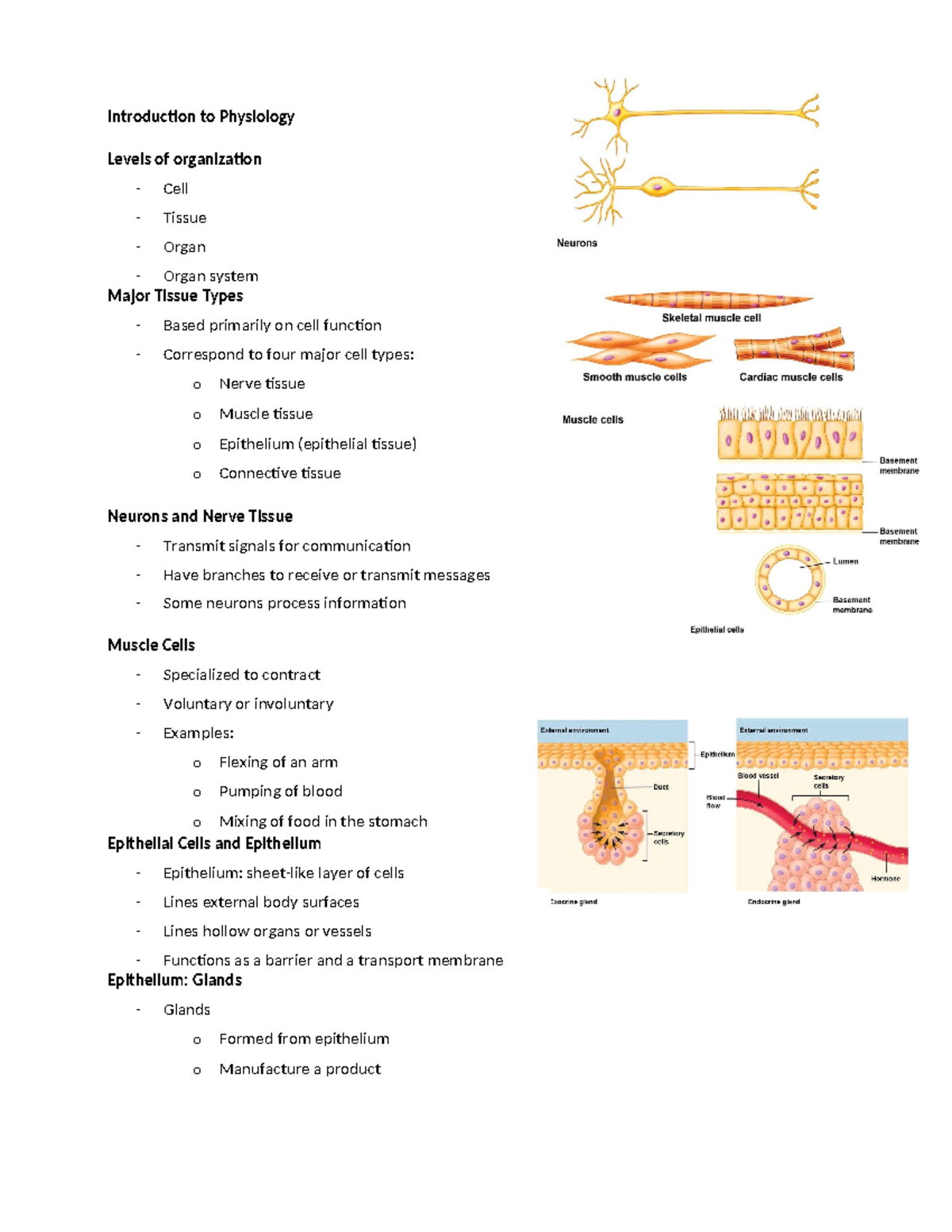 Overview of Physiology Homeostasis - Introduction to Physiology Levels ...