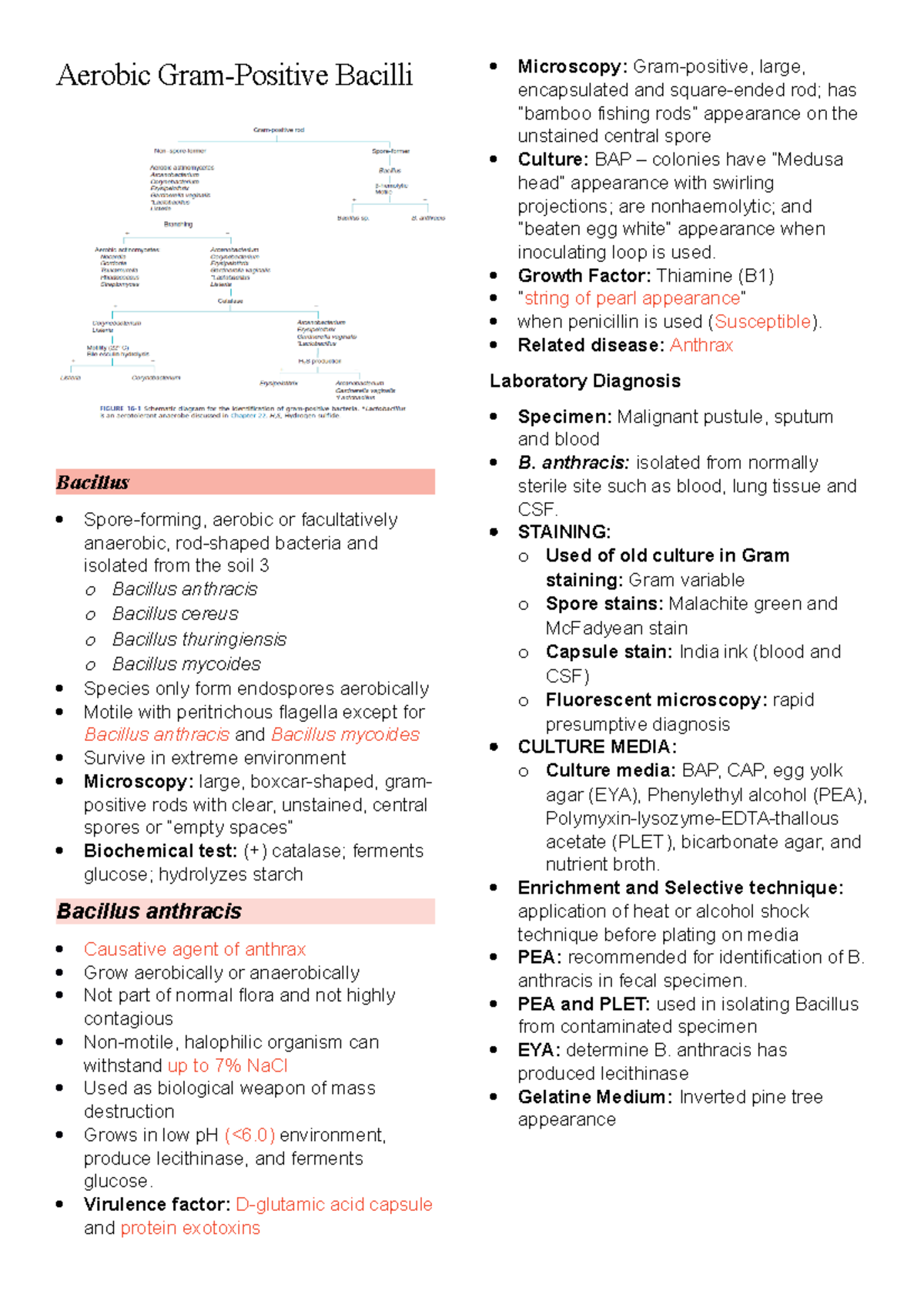 Aerobic Gram-positive bacilli - Aerobic Gram-Positive Bacilli Bacillus ...